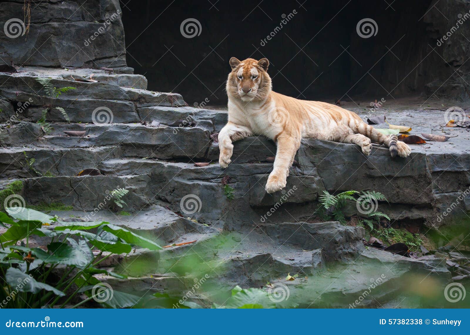Golden tiger stock photo. Image of beautiful, panthera - 57382338