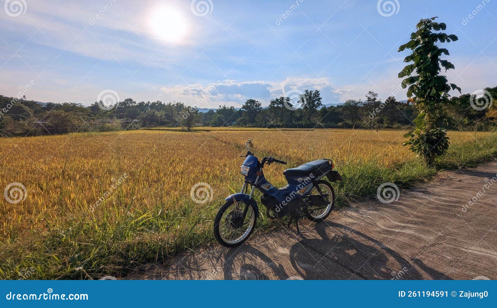 Golden time rice fields stock image. Image of rice, pixel7 - 261194591