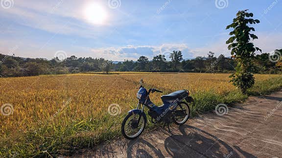 Golden time rice fields stock image. Image of rice, pixel7 - 261194591