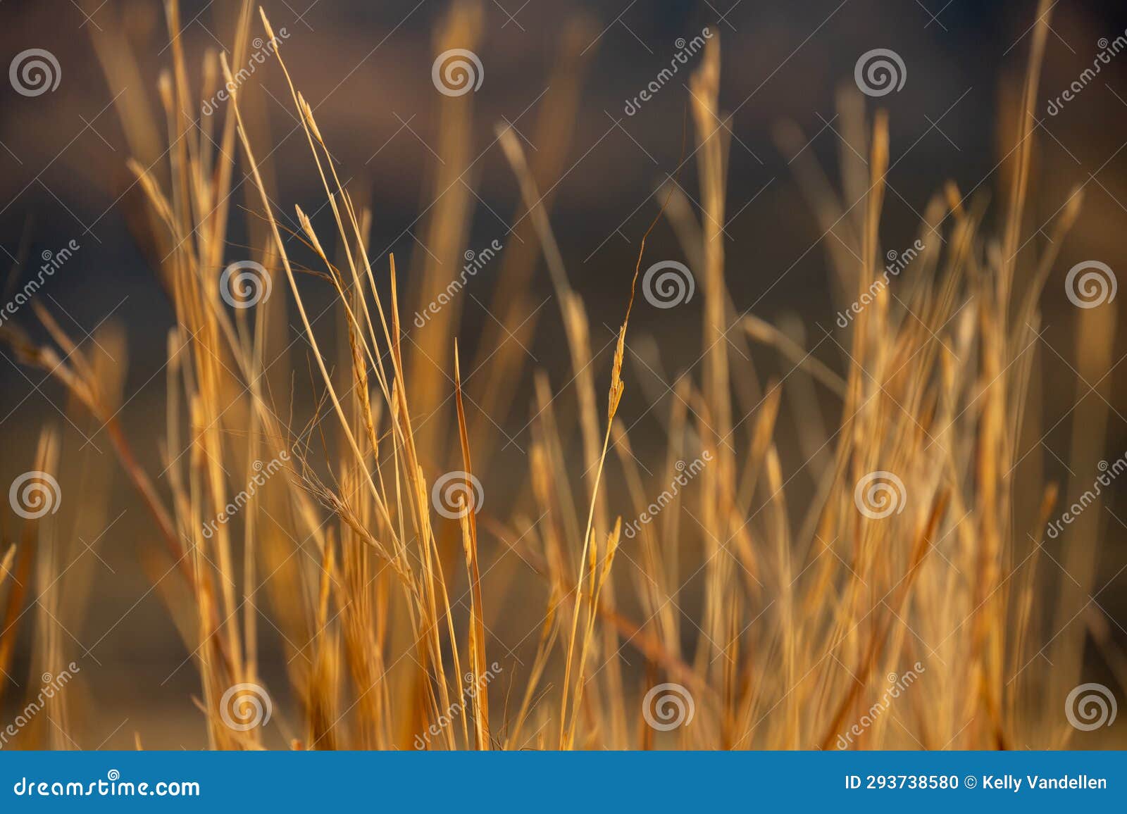 Golden Tips of Wild Grasses in Big Bend Stock Photo - Image of cliffs ...