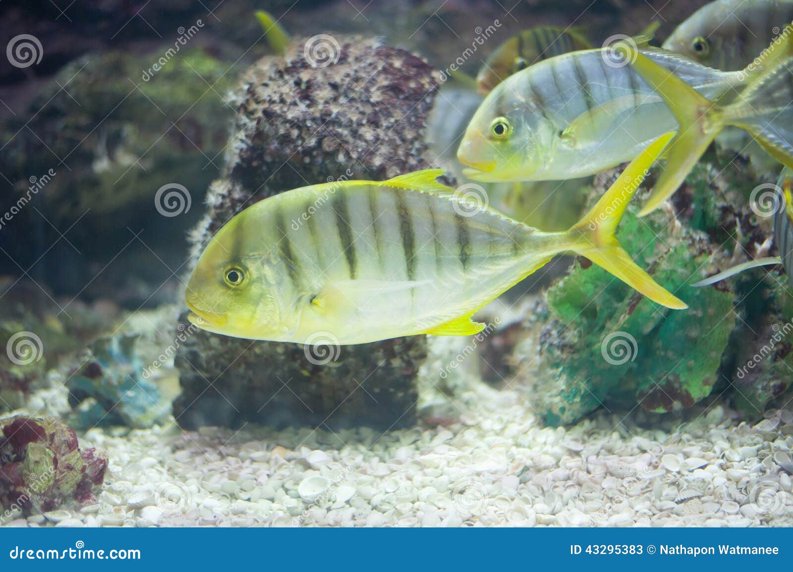 GOLDEN TOOTHLESS TREVALLY stock image. Image of surgeonfish - 43295383