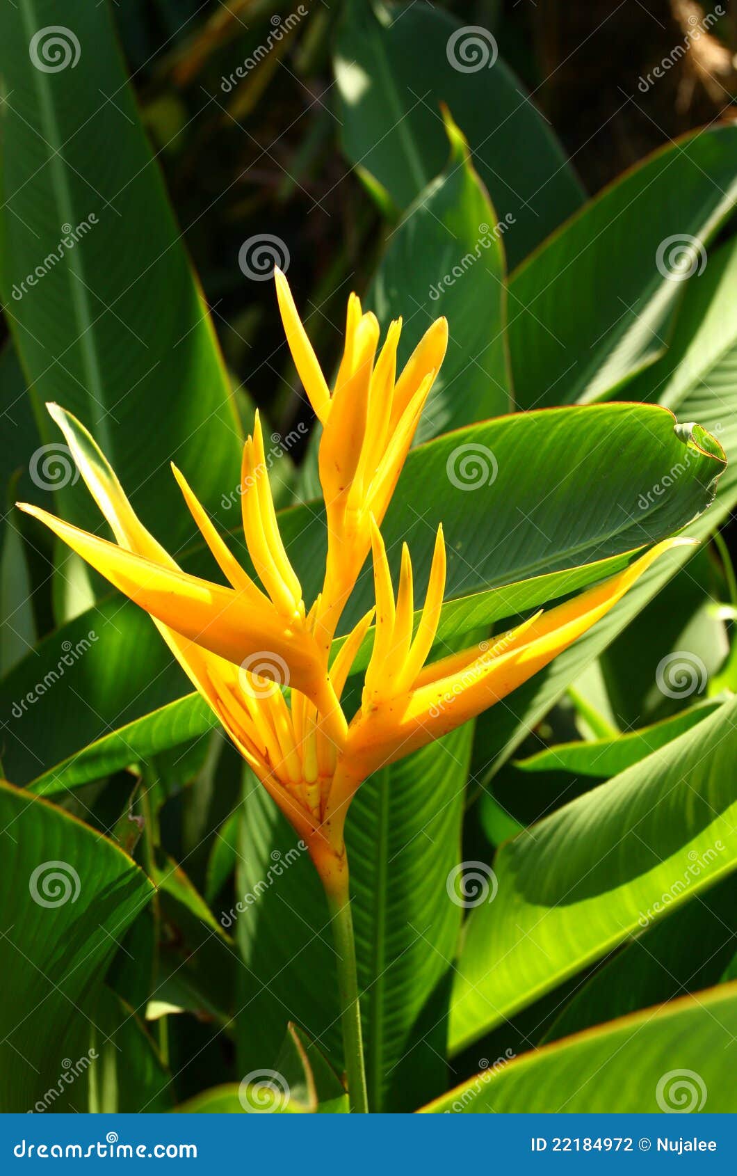 Golden torch flower stock photo. Image of tropical, beautiful - 22184972