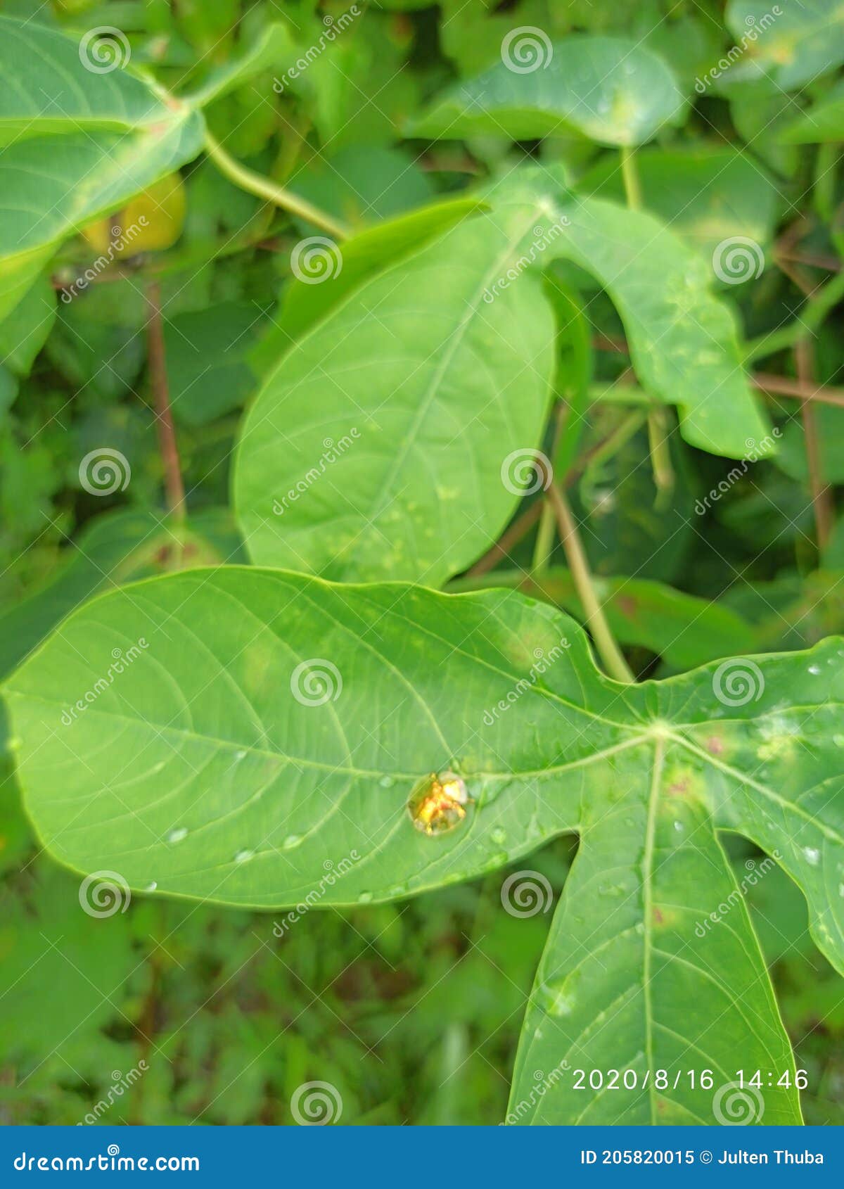 Golden tortoise beetle stock image. Image of golden - 205820015