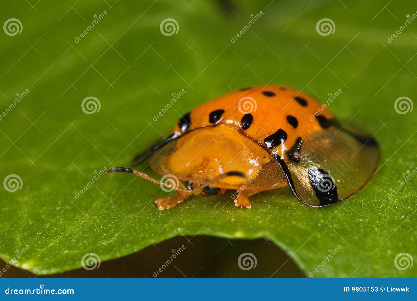 Golden tortoise beetle stock image. Image of closeup, foliage - 9805153