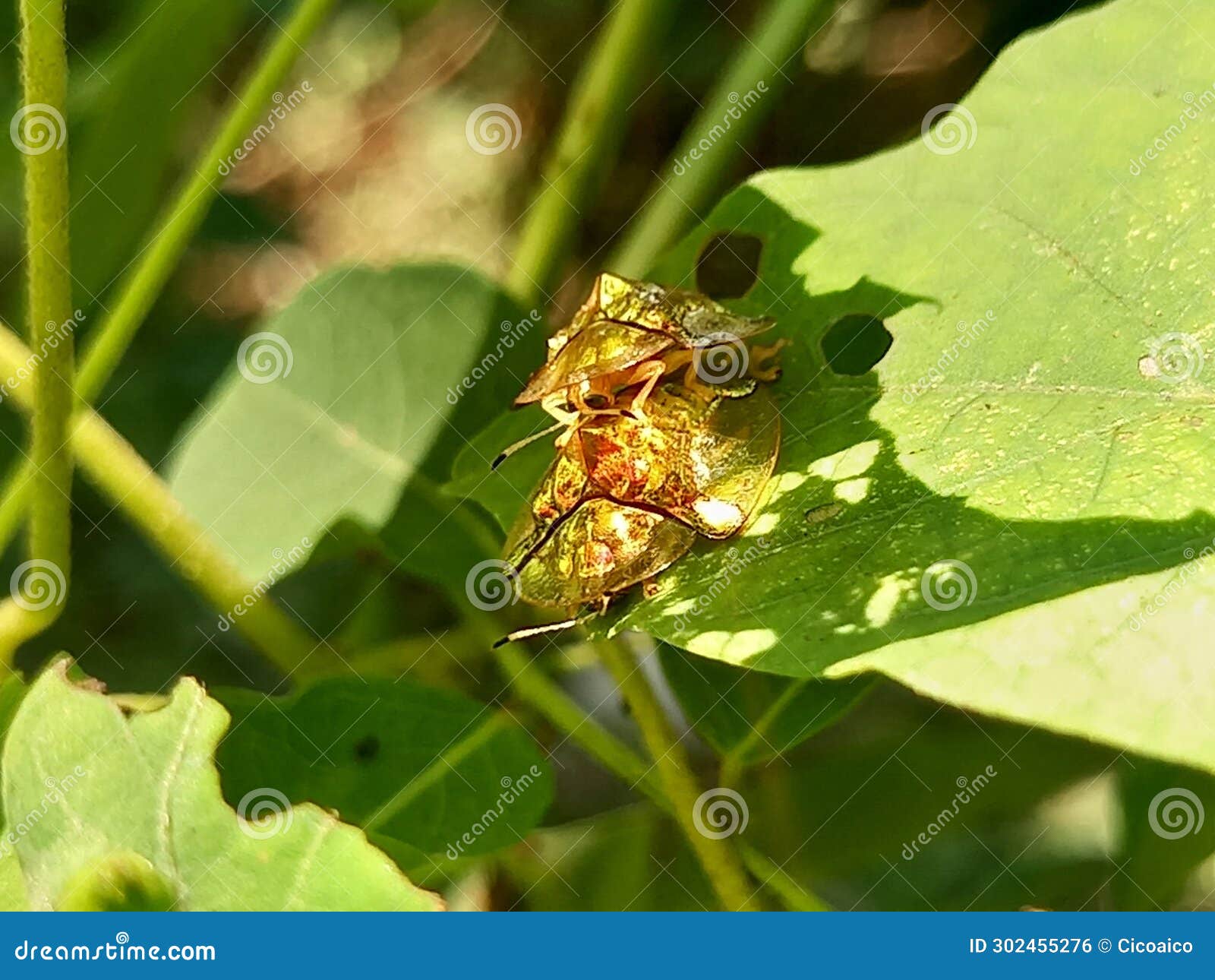 Golden tortoise beetle stock photo. Image of tortoise - 302455276