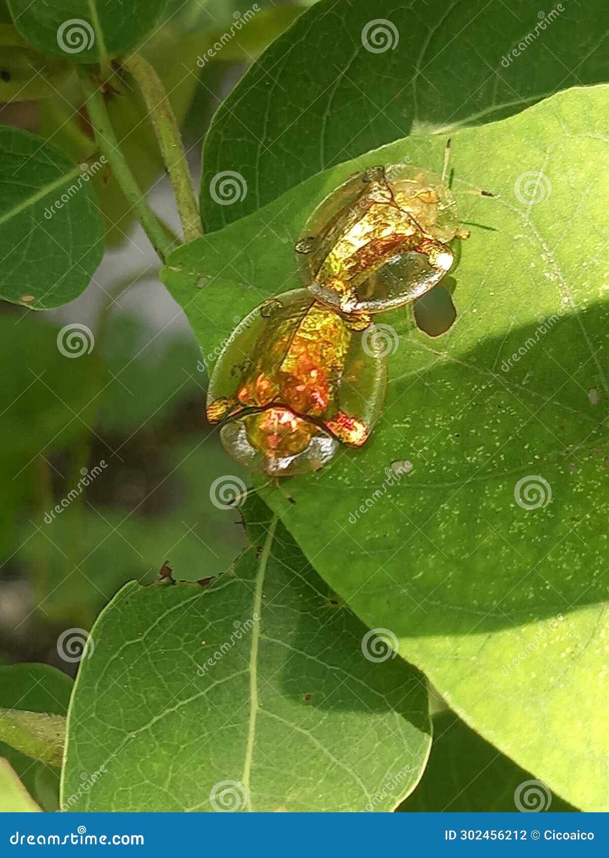 Golden tortoise beetle stock photo. Image of insects - 302456212