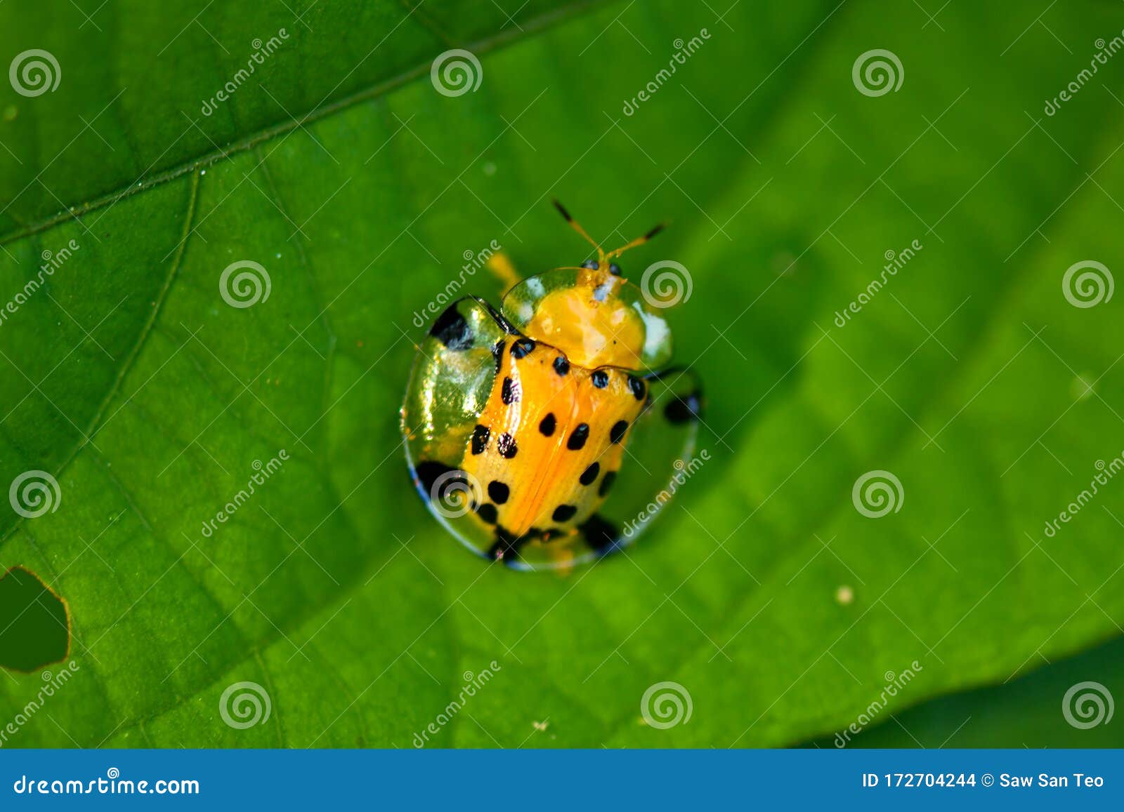 Golden Tortoise Beetle Macro Photos Stock Photo - Image of natural ...