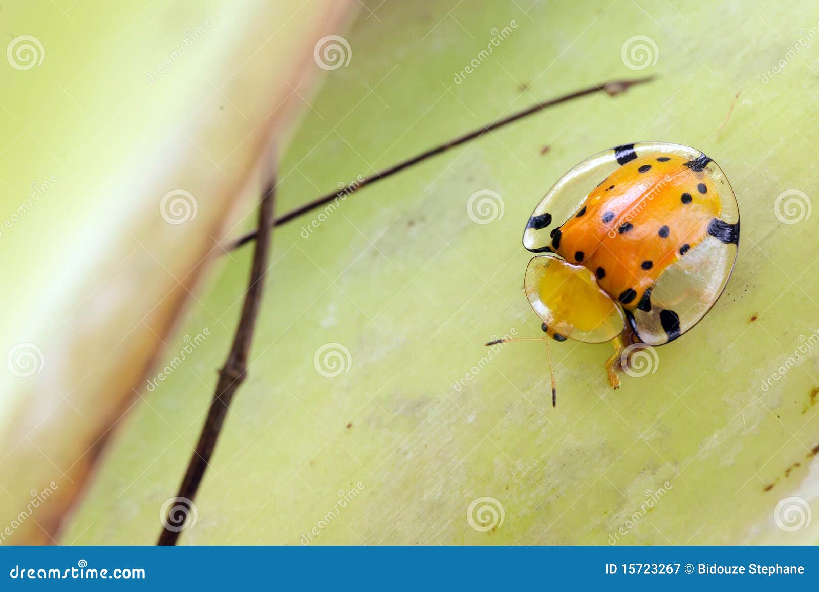 Golden tortoise bug stock image. Image of entomology - 15723267