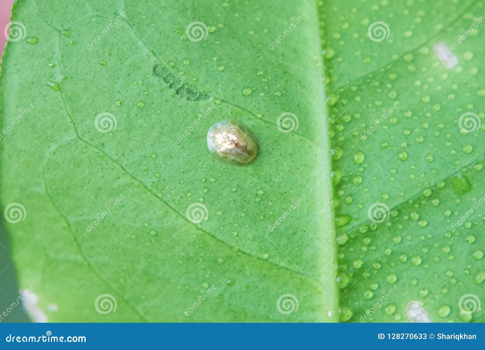 Golden Tortoise Shield Bug or Beetle Stock Image - Image of beetle ...