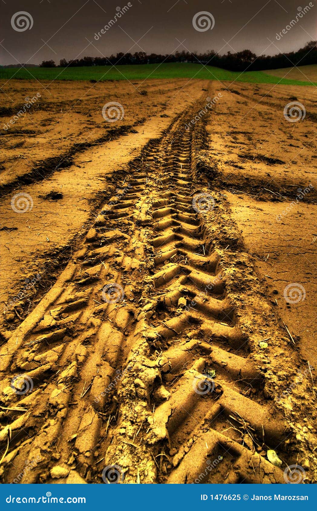 Golden trace stock image. Image of agriculture, field - 1476625