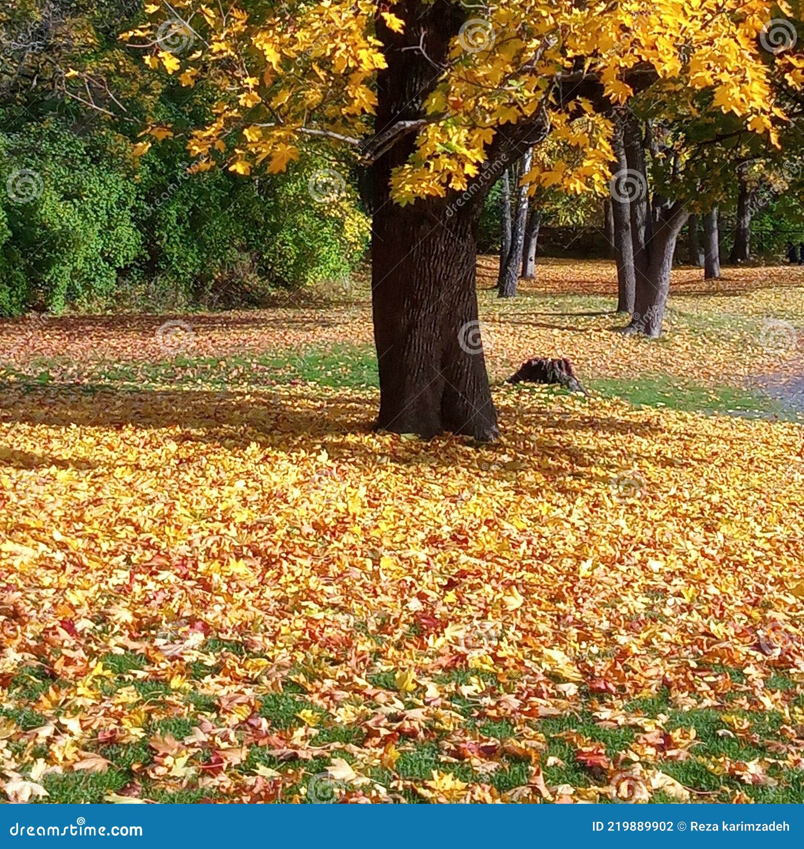 A golden tree stock photo. Image of forest, meadow, autumn - 219889902