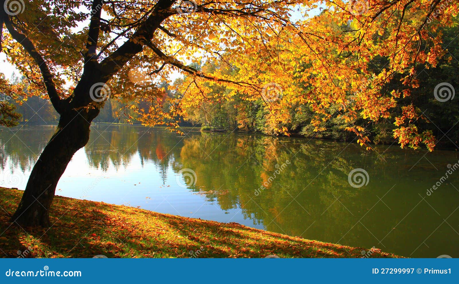 Golden tree stock image. Image of green, october, lake - 27299997