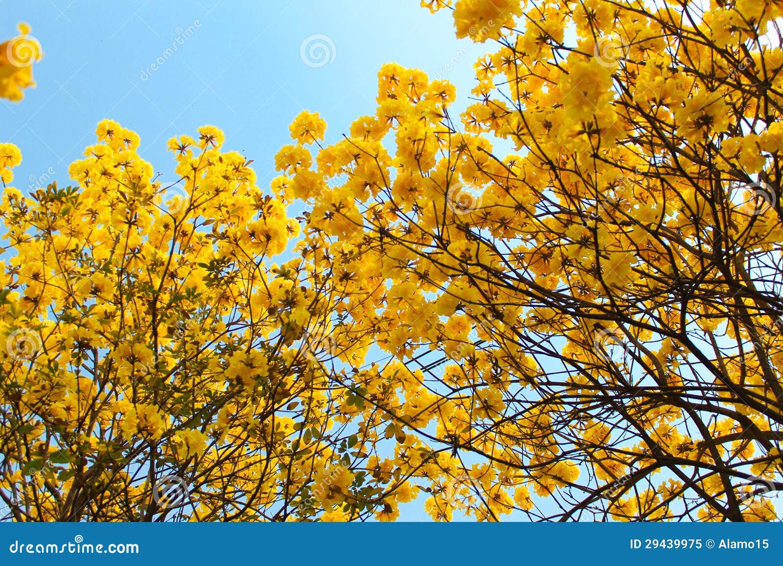 Golden tree stock image. Image of countryside, environment - 29439975