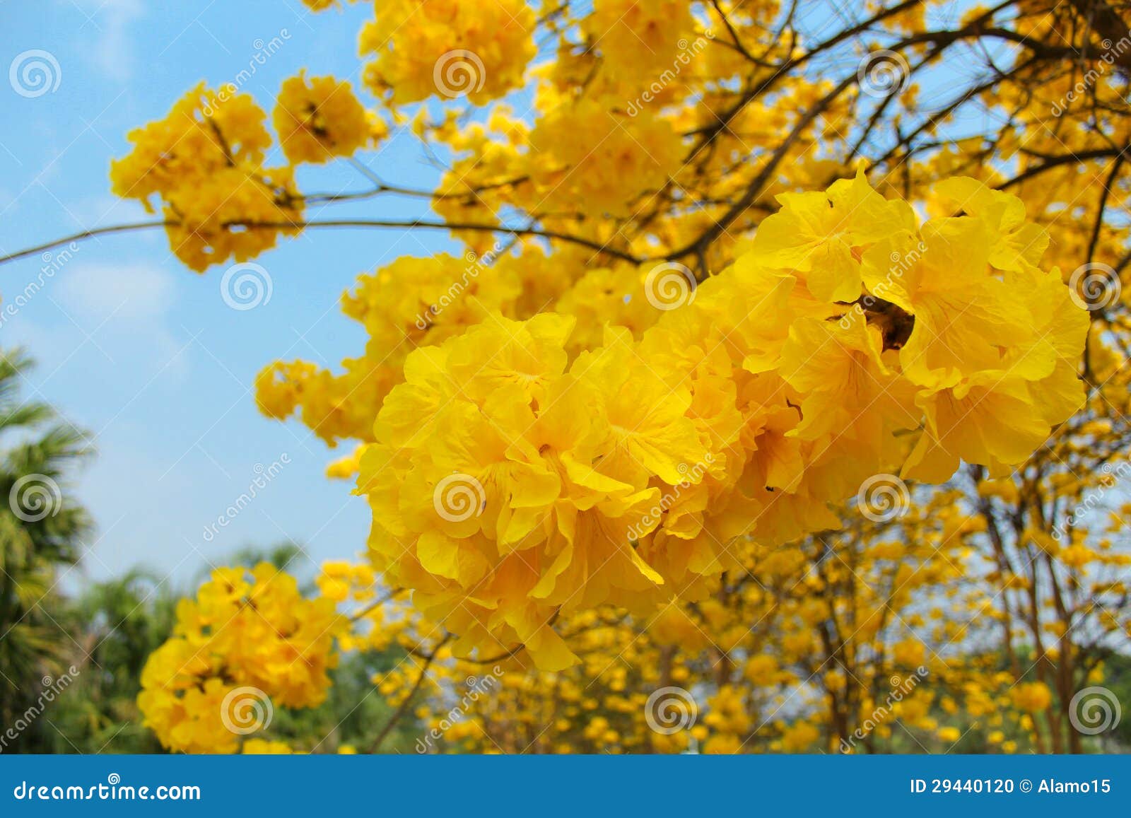 Golden tree stock photo. Image of botany, beautiful, outdoor - 29440120
