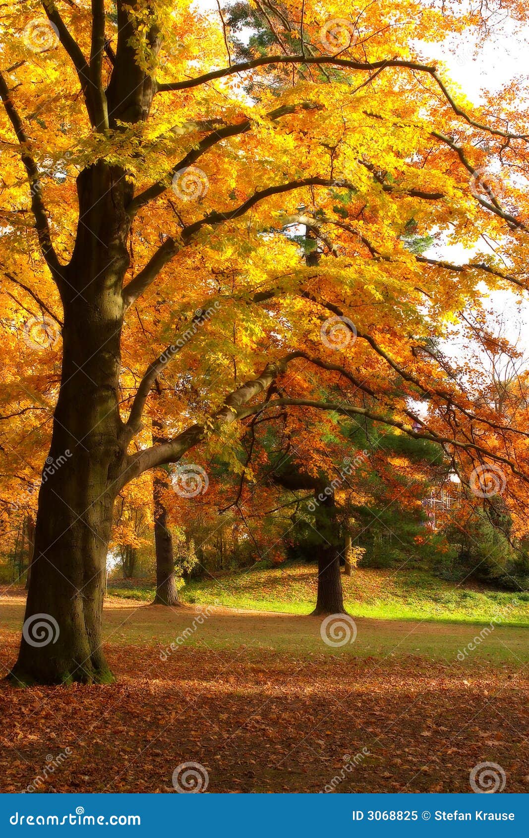 Golden tree stock image. Image of colorful, gold, field - 3068825