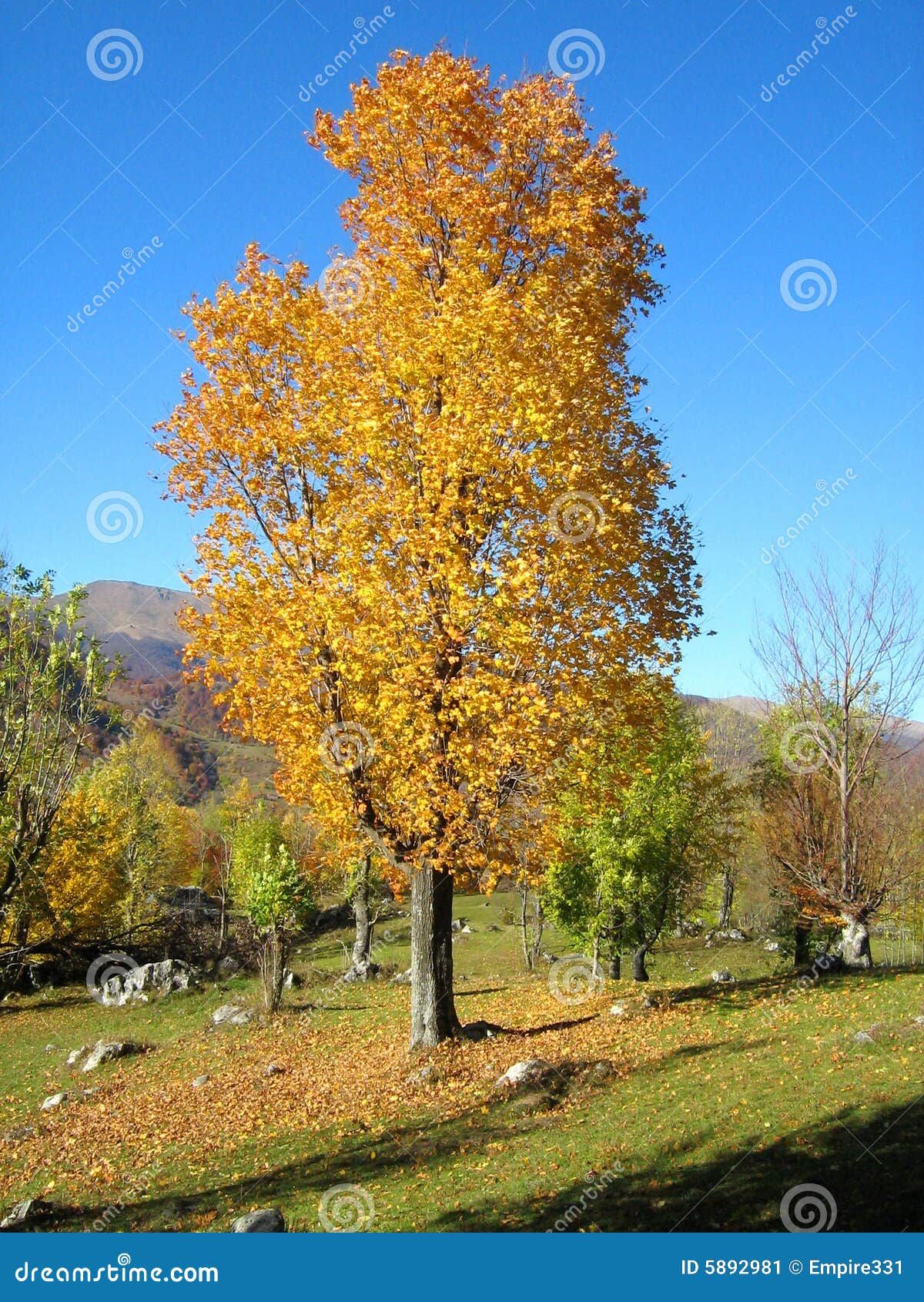 Golden Tree Picture. Image: 5892981