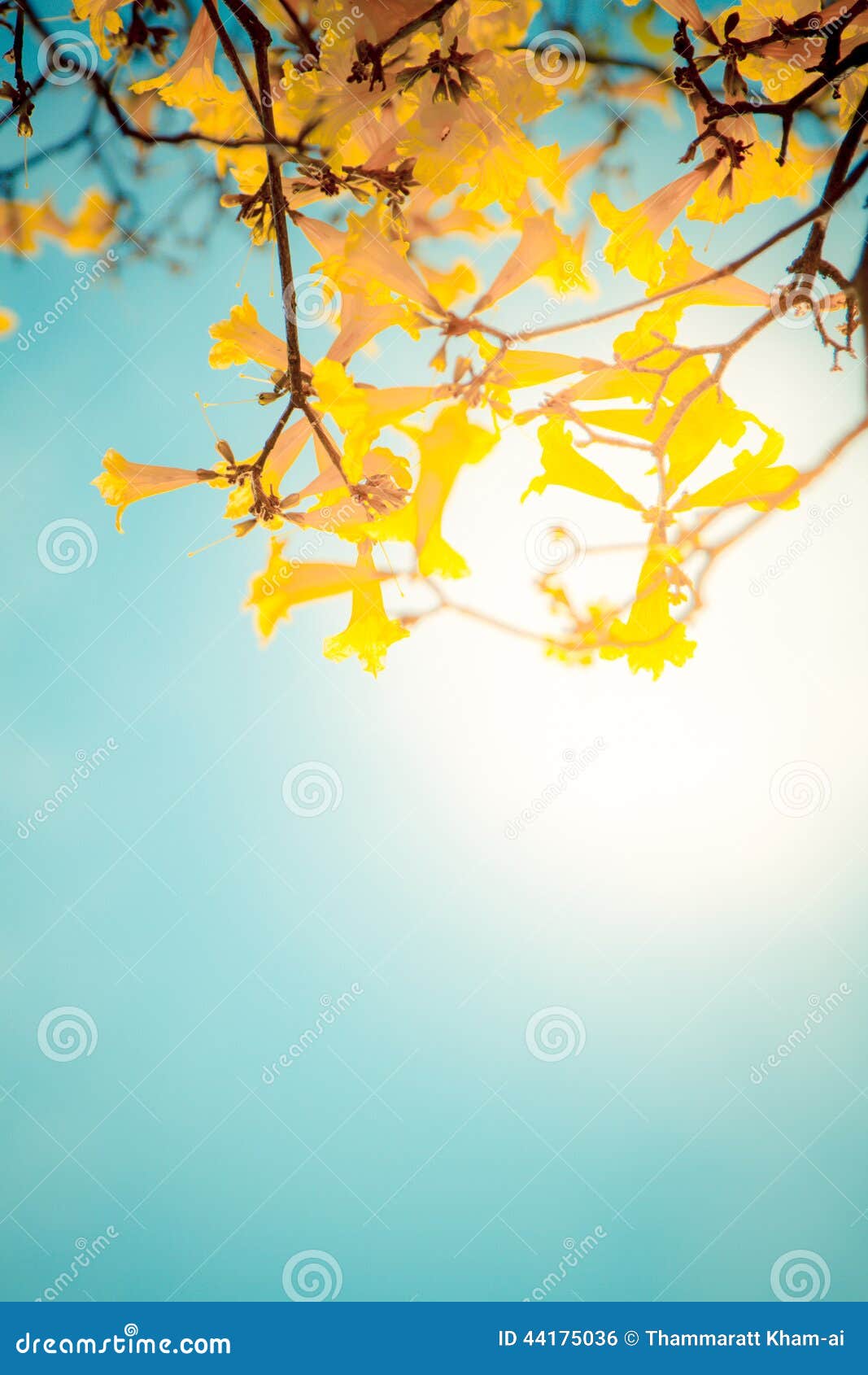 Golden tree stock photo. Image of twig, petal, background - 44175036