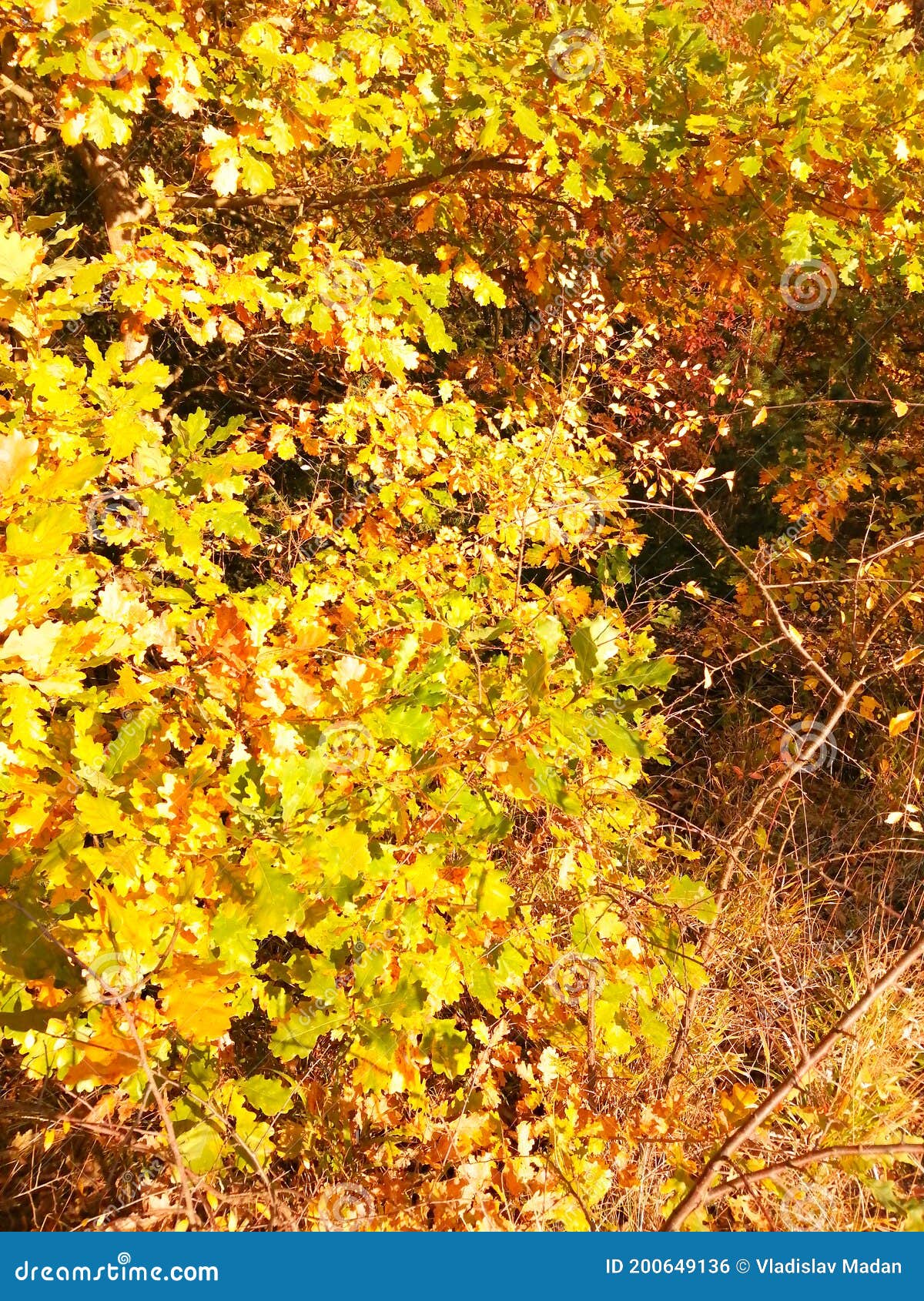 A Golden Tree in the Autumn Forest in Bavaria Stock Photo - Image of ...