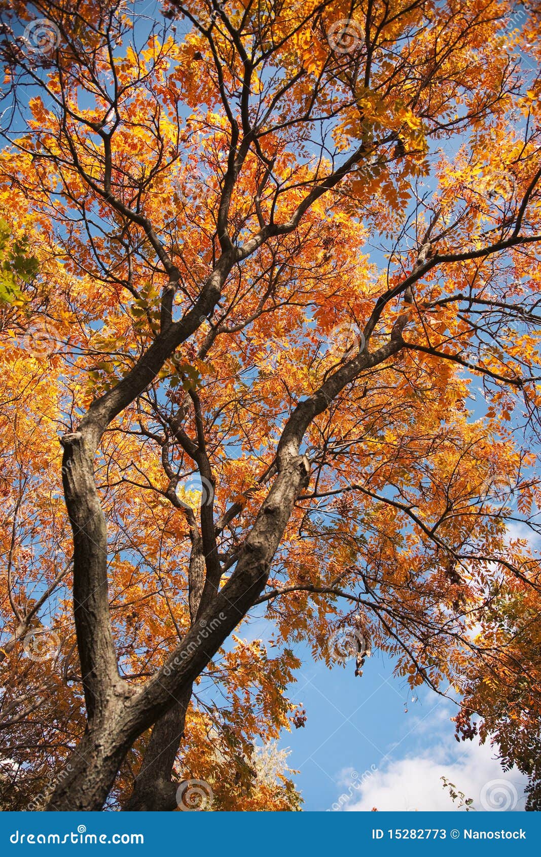 Golden Tree in Autumn Generic Scene Stock Image - Image of light, tree ...