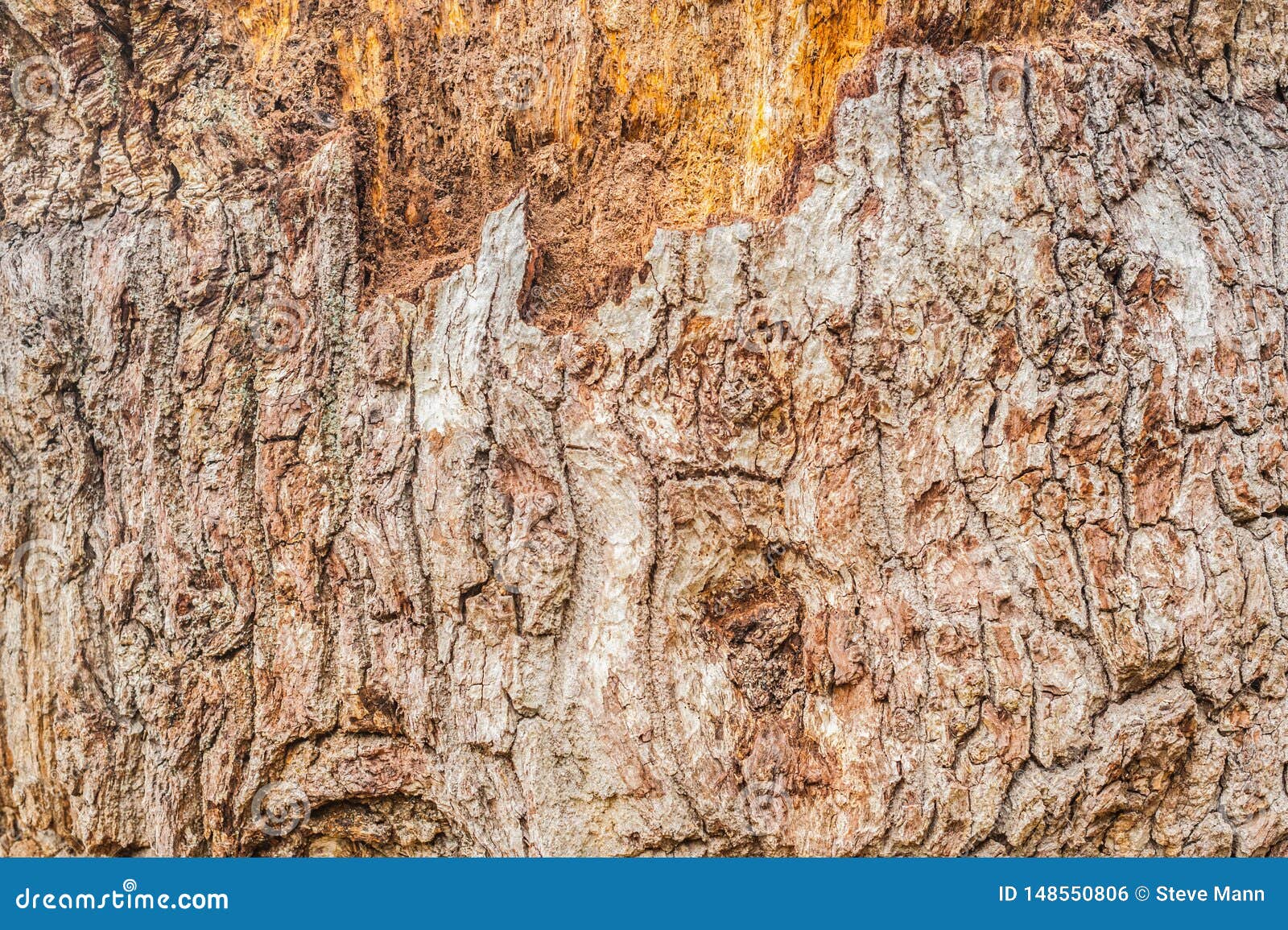 Golden tree bark stock photo. Image of closeup, bark - 148550806