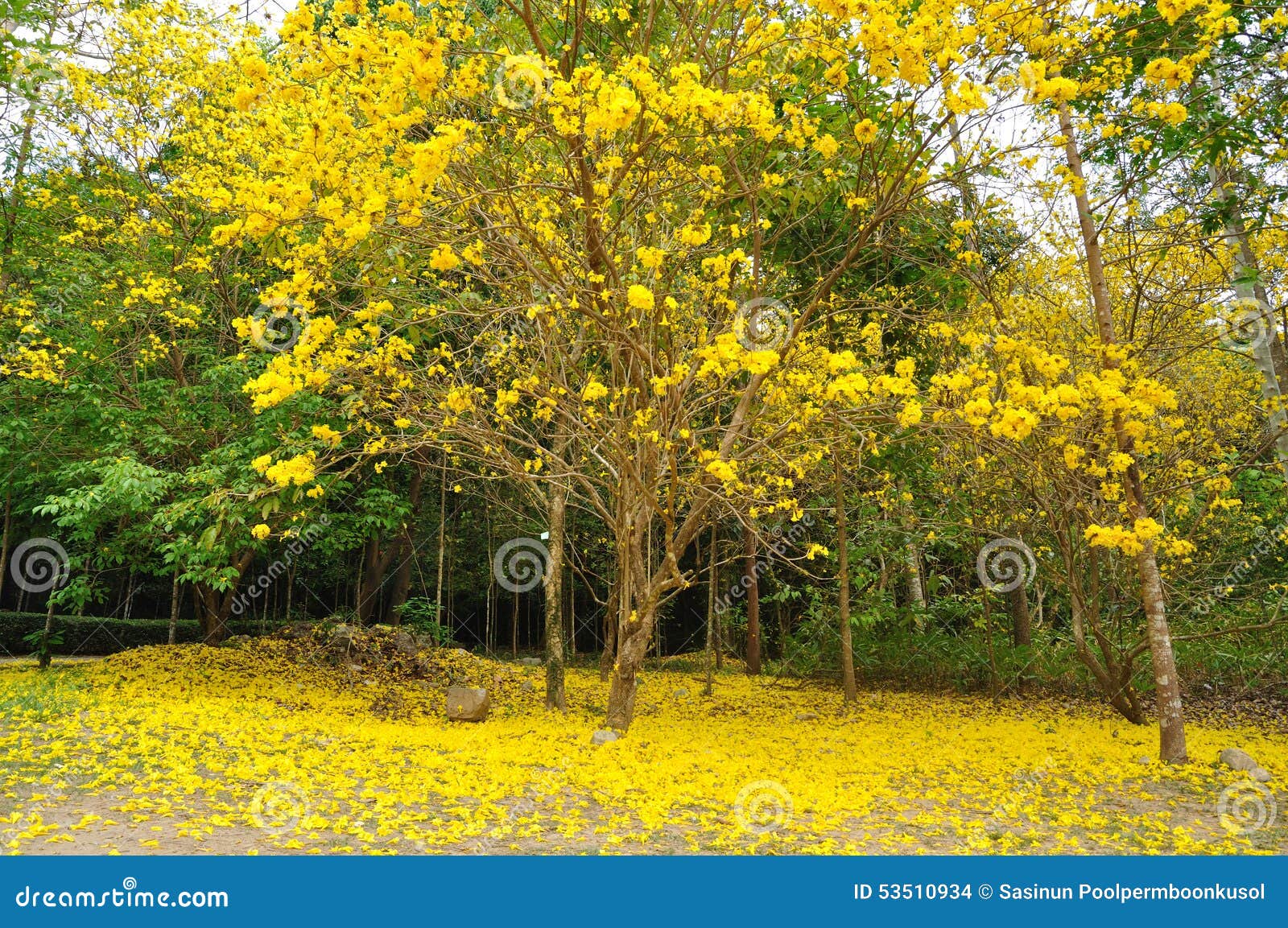 Golden Tree stock photo. Image of beauty, garden, nature - 53510934