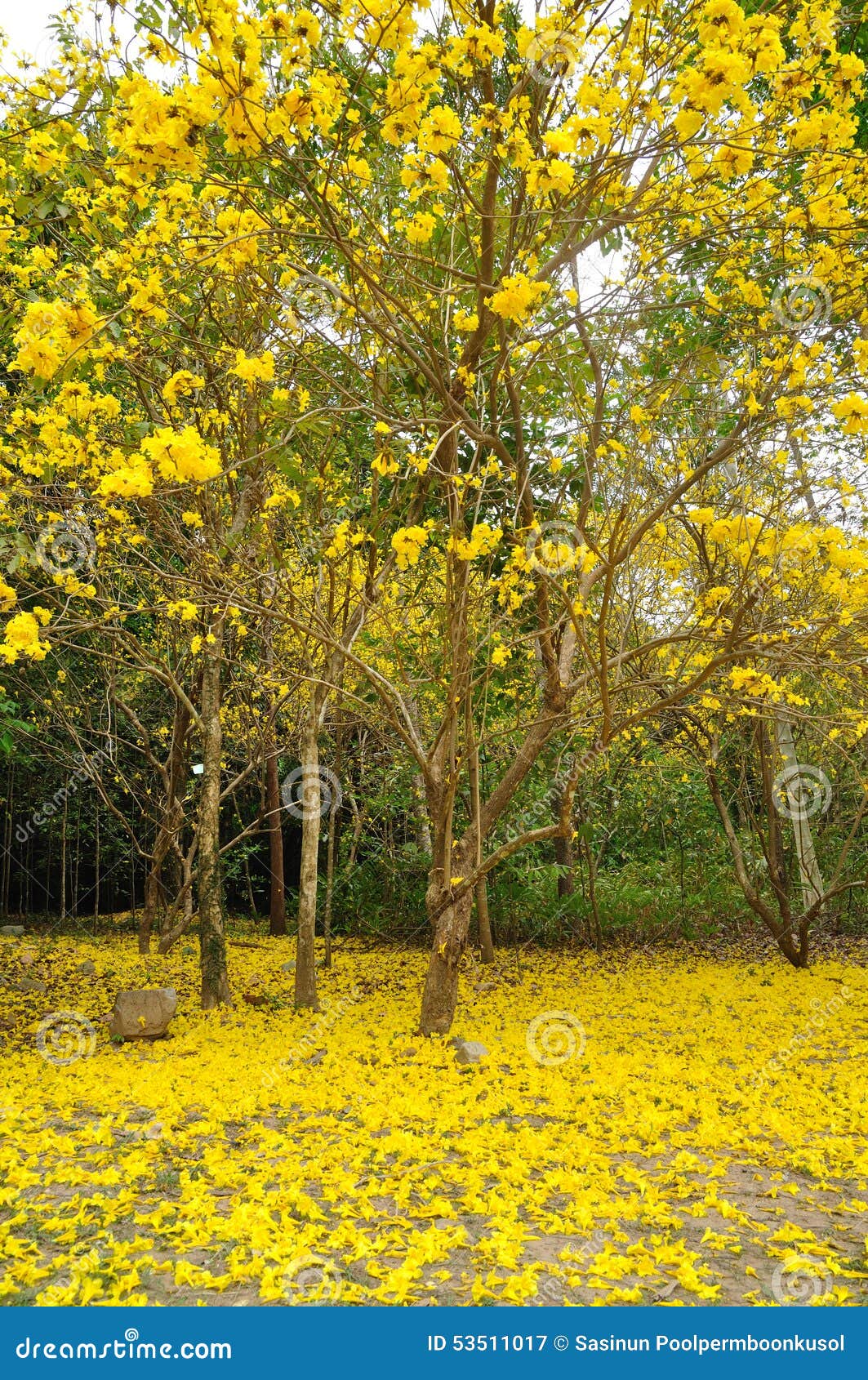 Golden Tree stock image. Image of bright, flower, nature - 53511017