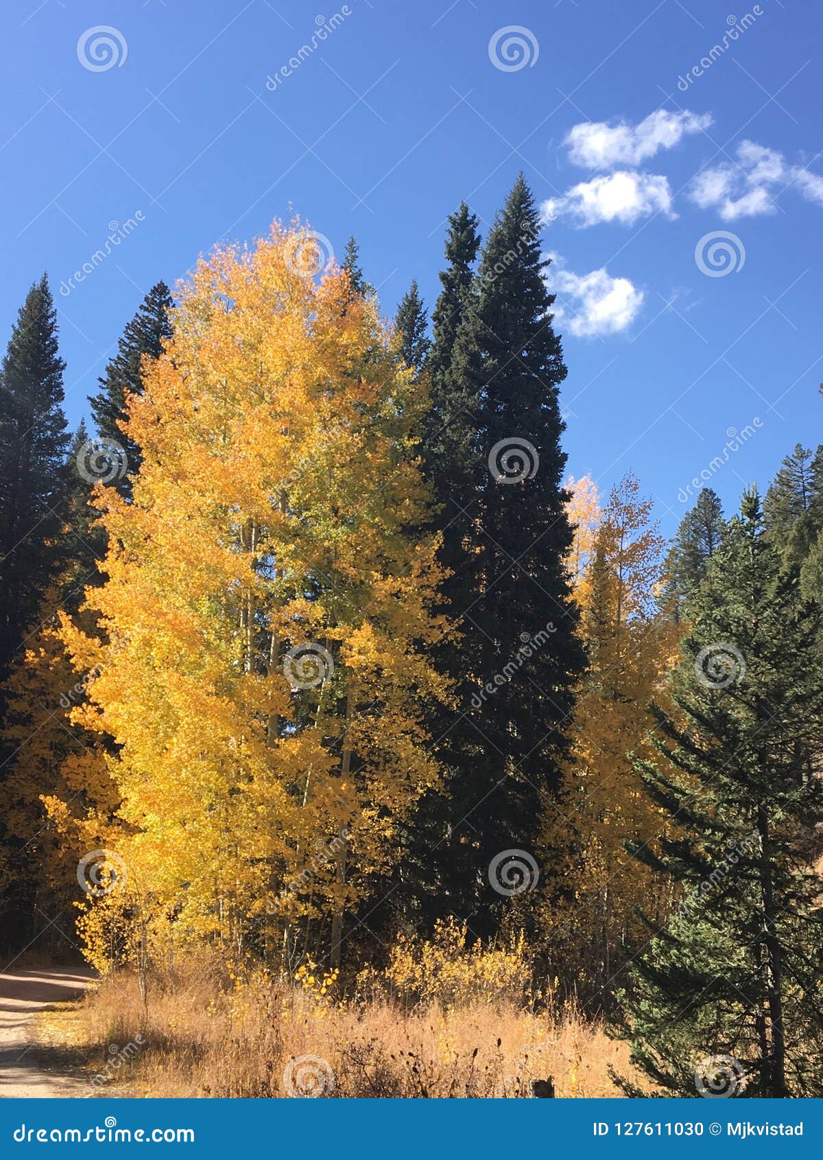 Golden Tree in Cache National Forest Editorial Image - Image of hunting ...