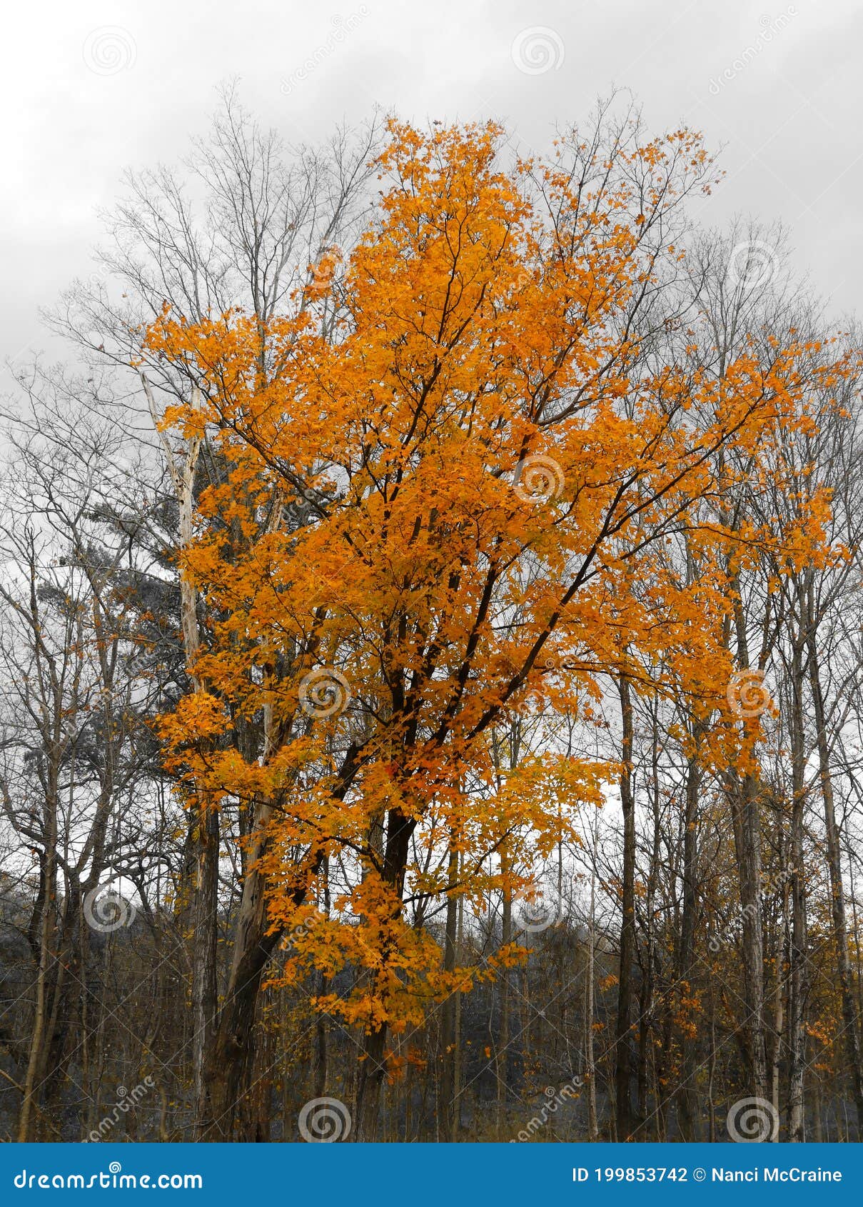 Golden Tree Color Isolated in Woods during Fall Season Stock Photo ...