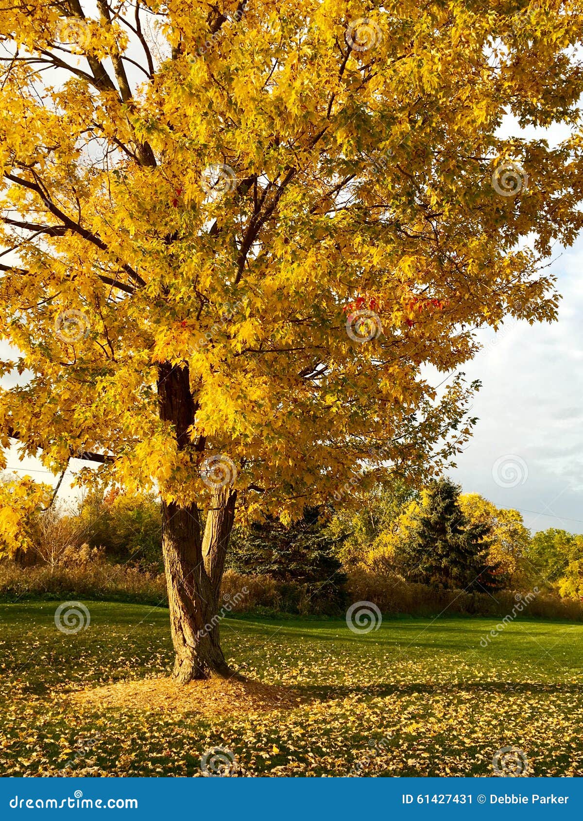 Golden Tree stock image. Image of maple, tree, woods - 61427431