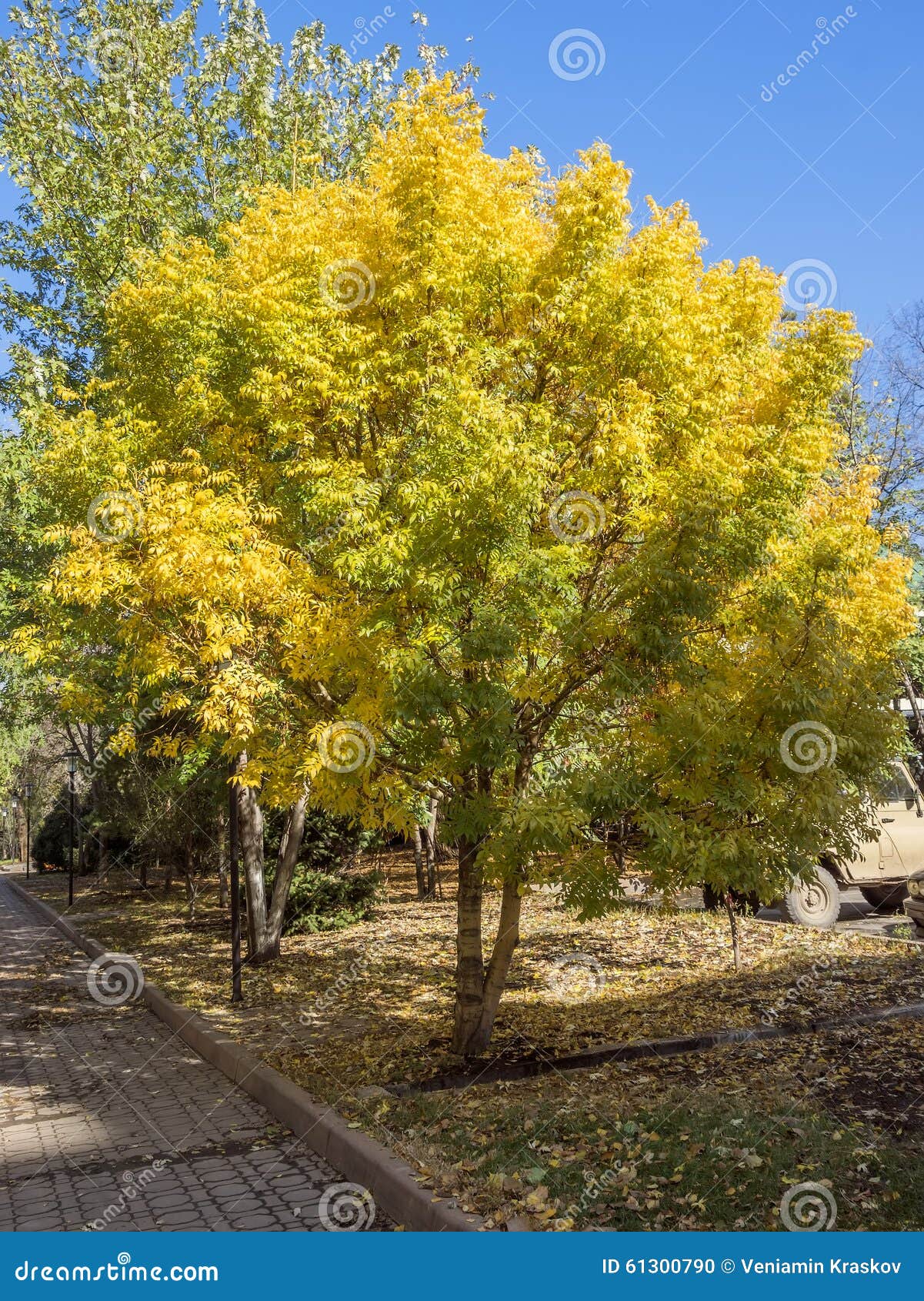 Golden tree in the forest stock photo. Image of branch - 61300790