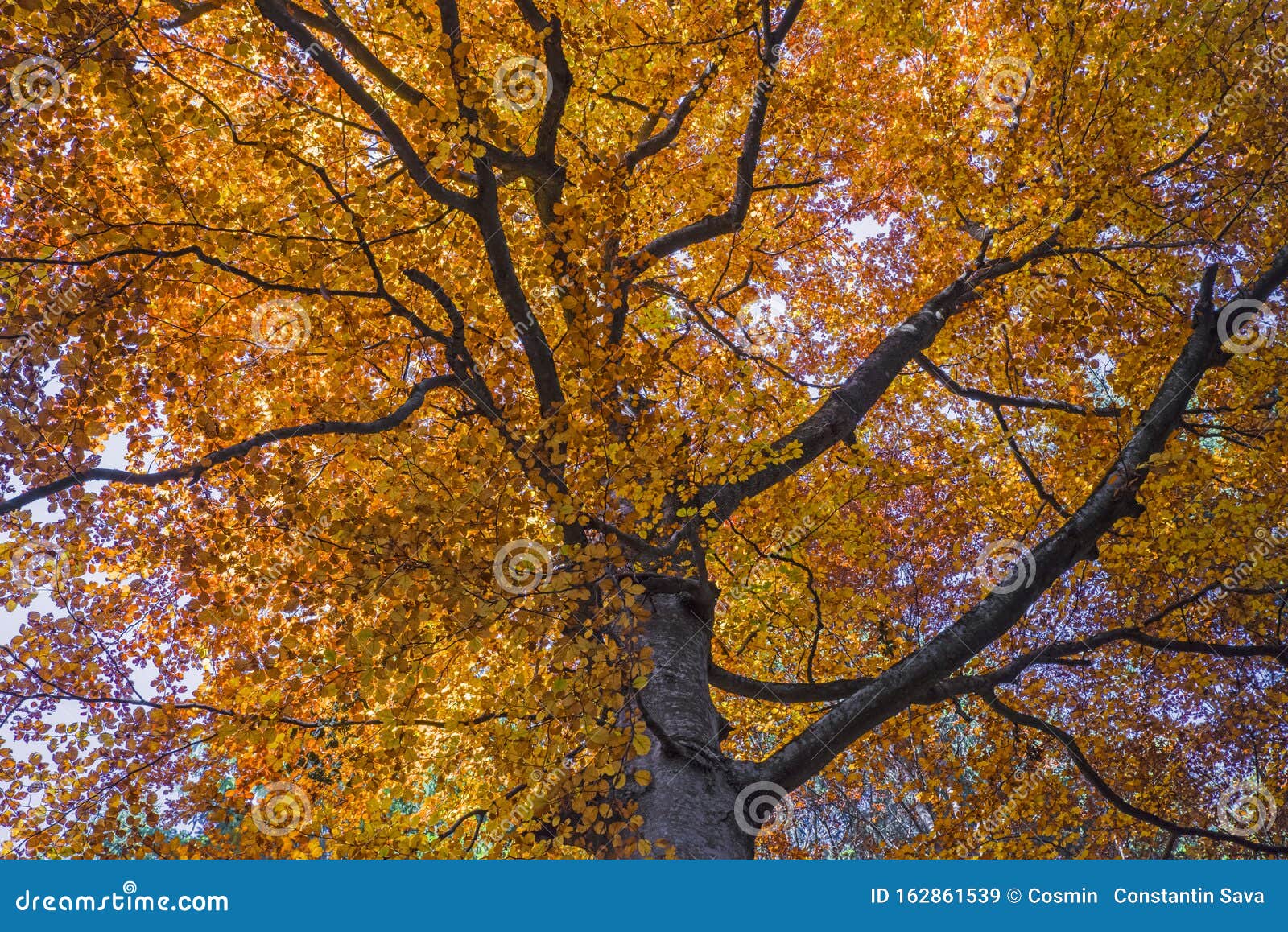 Golden tree in the forest stock image. Image of colour - 162861539