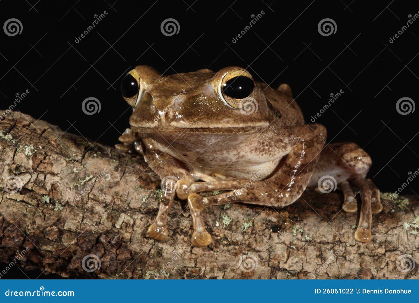 Golden Tree Frog stock photo. Image of jungle, golden - 26061022