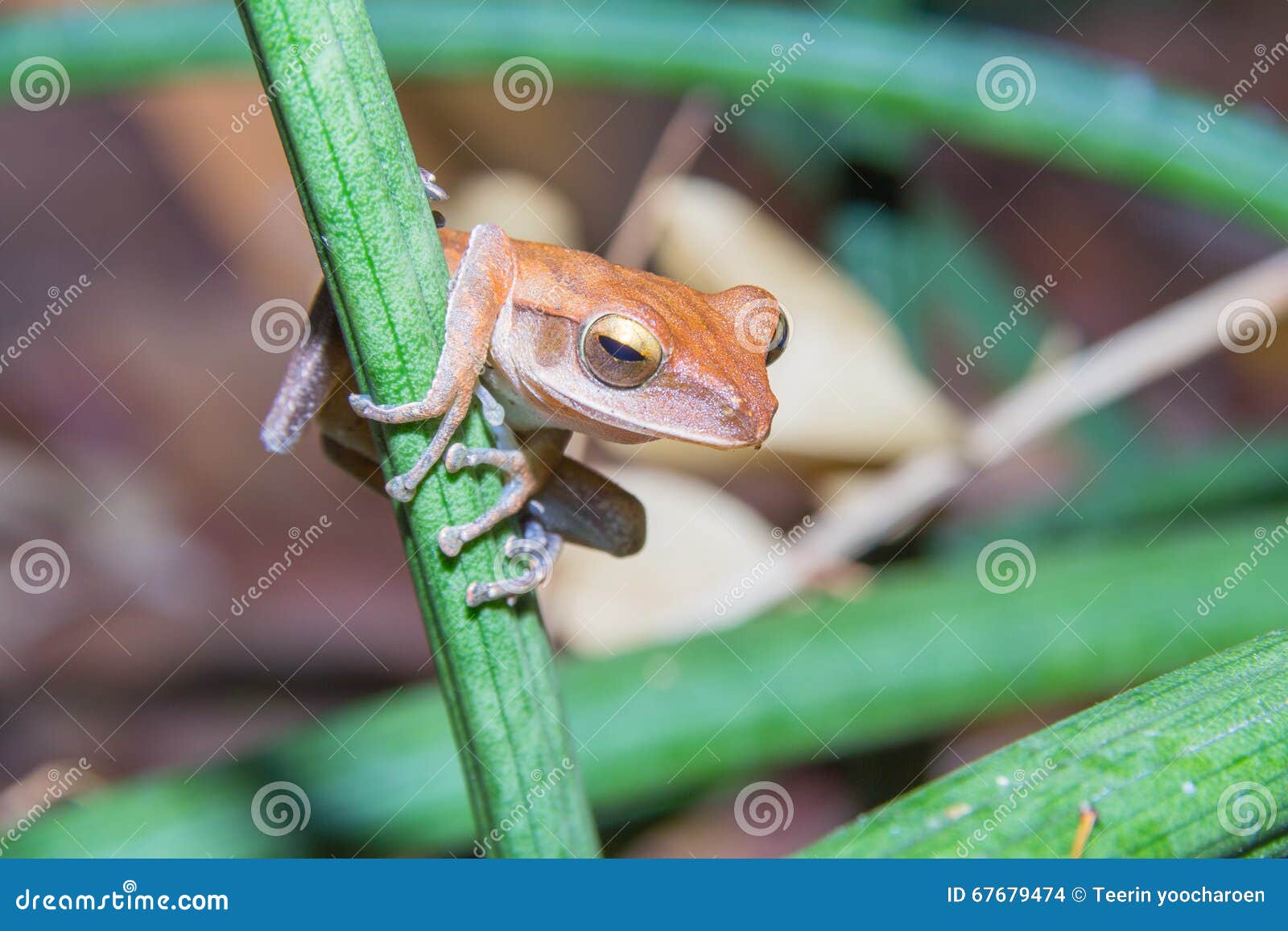Golden tree frog stock photo. Image of amphibian, golden - 67679474