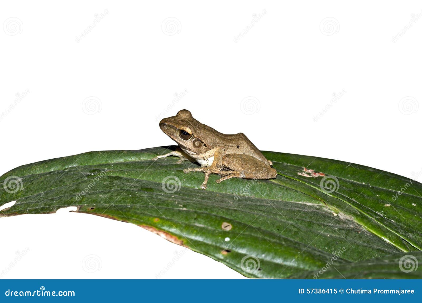 Golden Tree Frog stock image. Image of leap, flashlight - 57386415
