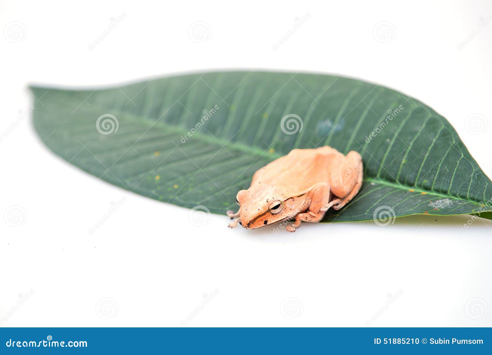 Golden Tree Frog, Common Tree Frog Stock Photo - Image of conservation ...