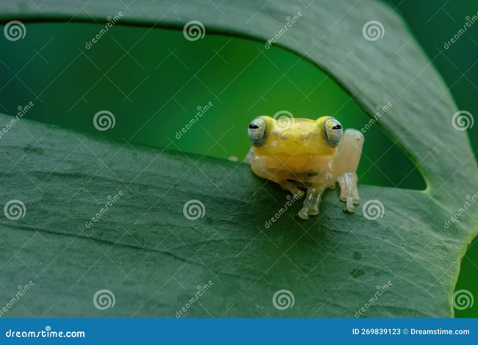 Golden Tree Frog on the Leaf Stock Image - Image of memandang, semi ...