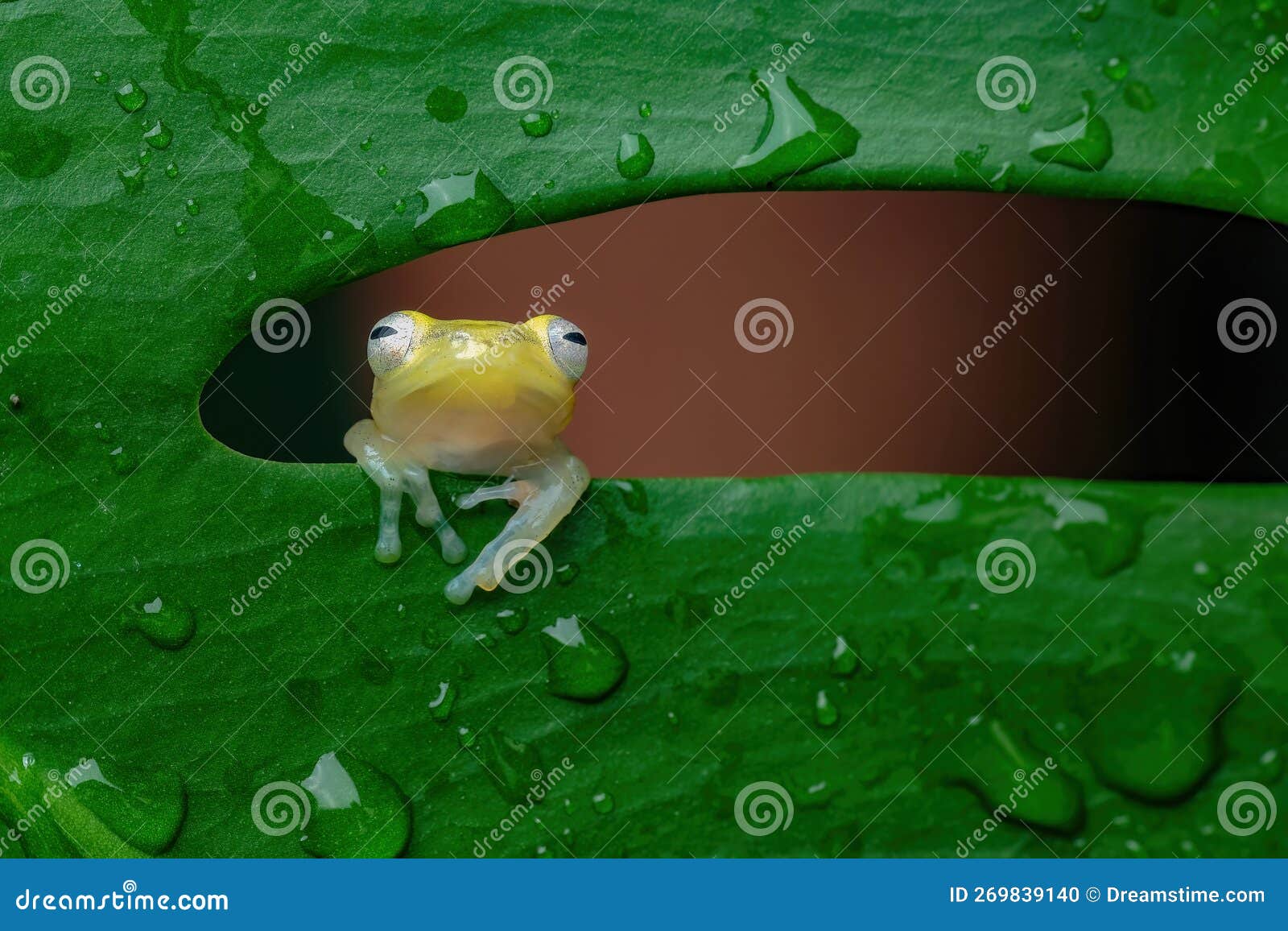 Golden Tree Frog on the Leaf Stock Photo - Image of amfibia, komposisi ...