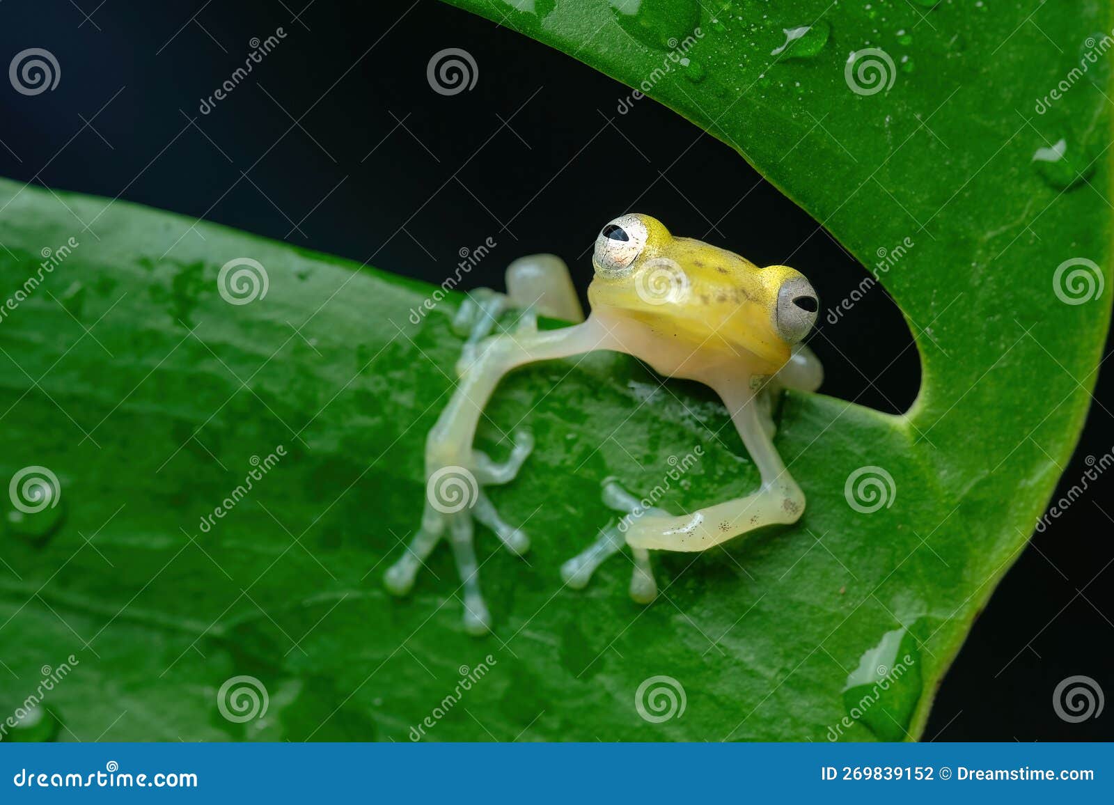 Golden Tree Frog on the Leaf Stock Photo - Image of amfibia, luar ...