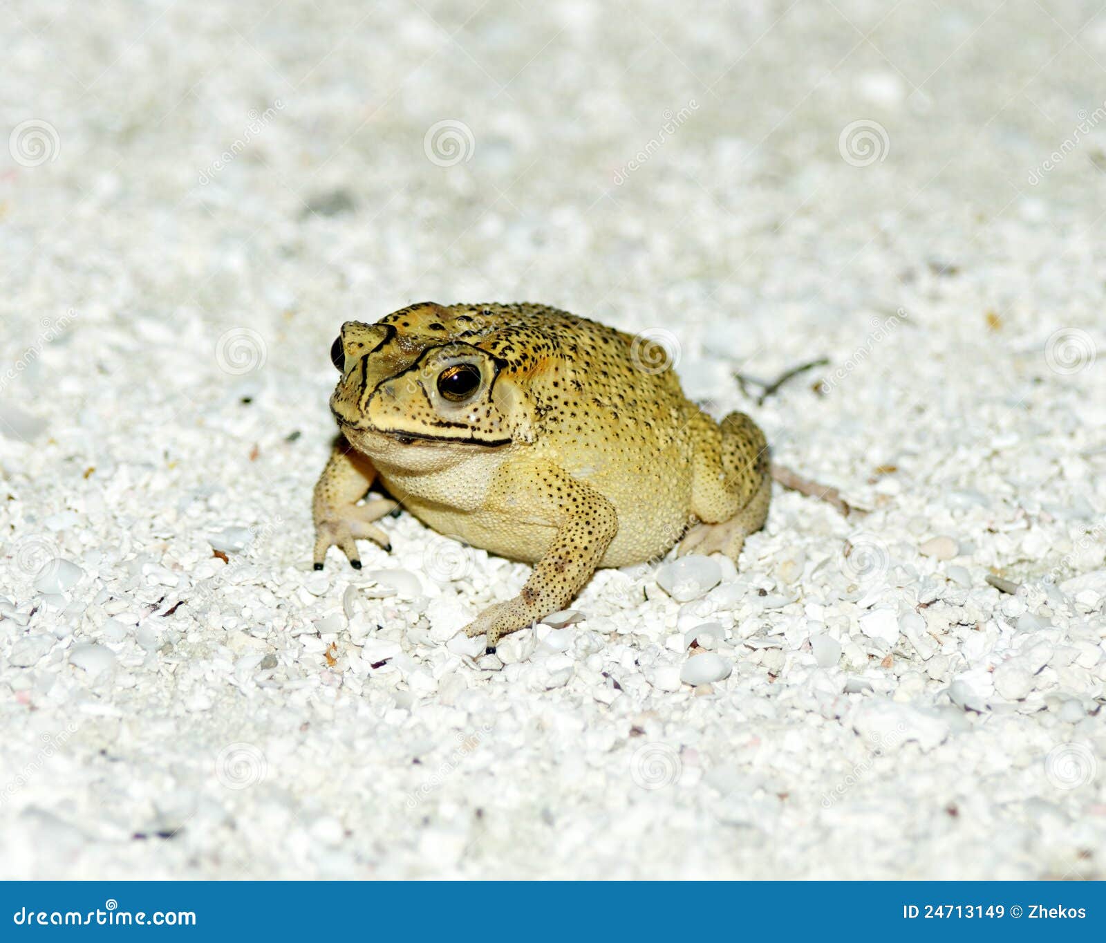 Golden Tree Frog on sand stock image. Image of frog, black - 24713149
