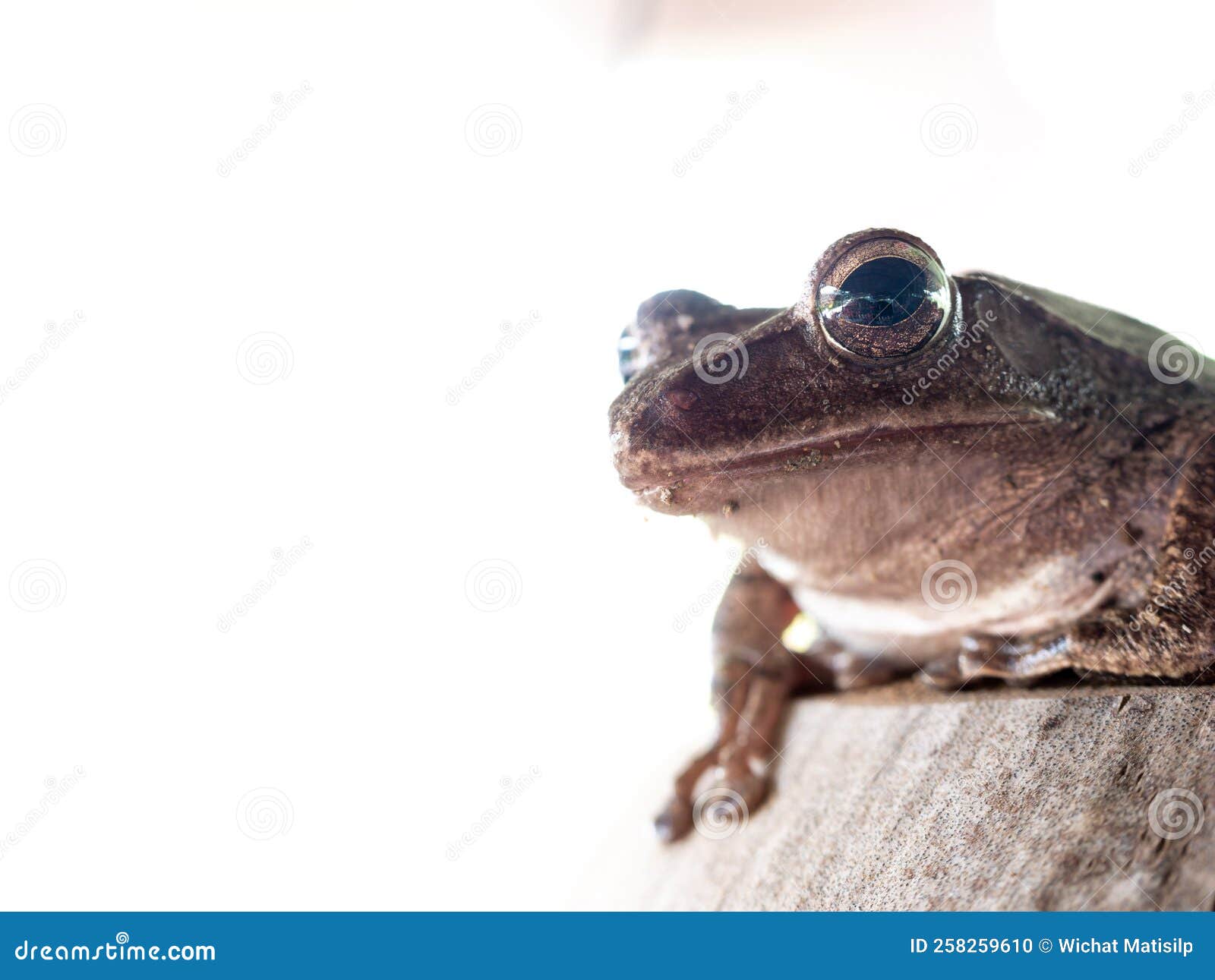 Golden Tree Frog Sitting on the Coconut Stock Photo - Image of ...