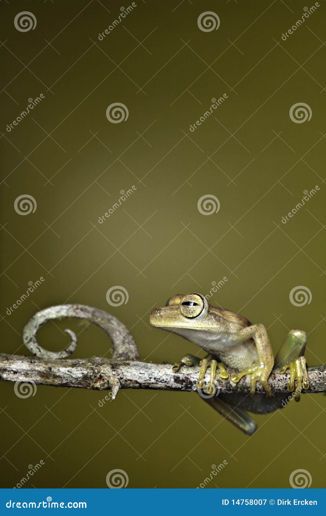 Golden tree frog on twig stock image. Image of amazon - 14758007