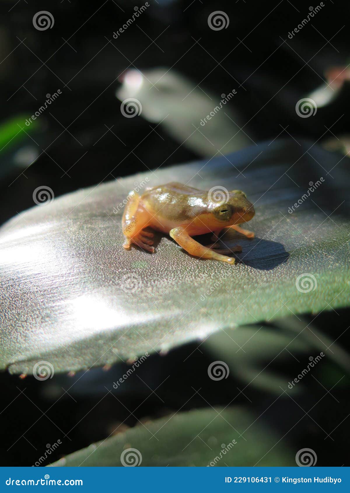 Golden Tree Frog Wildlife Exotic Stock Image - Image of golden, frog ...