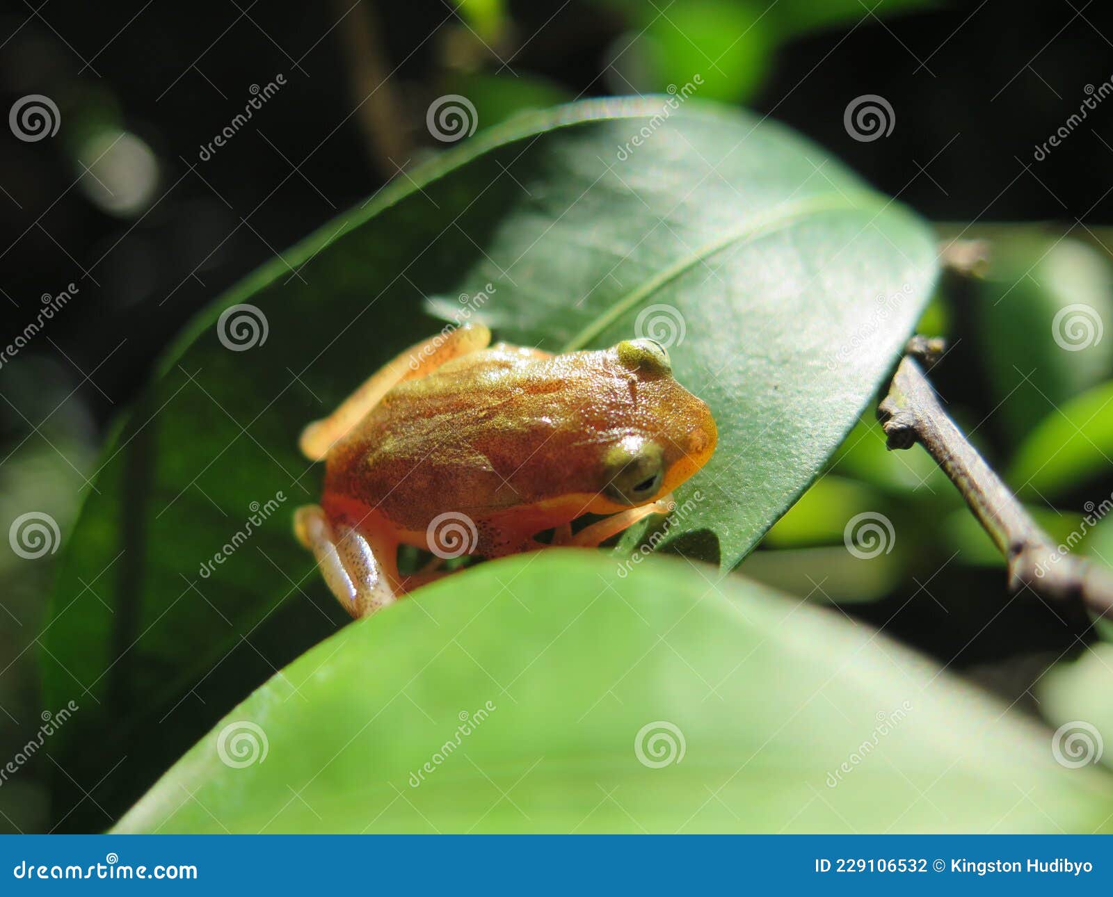 Golden Tree Frog Wildlife Exotic Stock Photo - Image of plant, finger ...