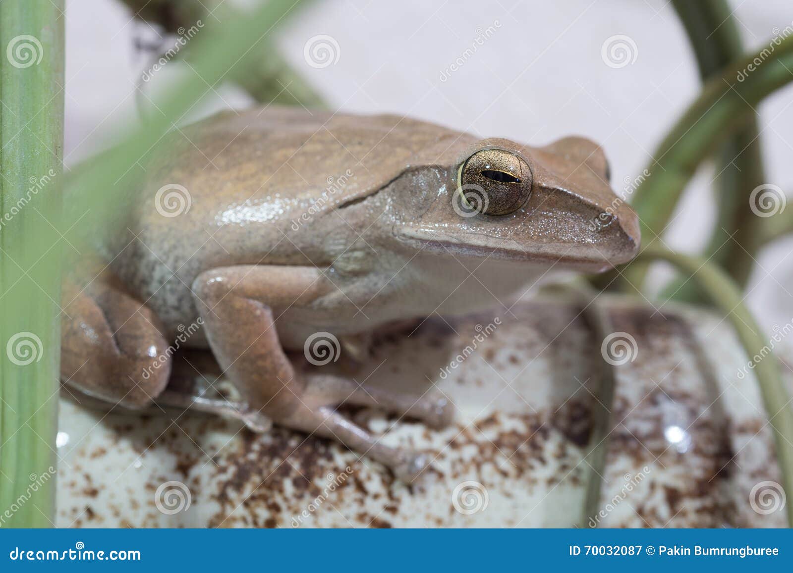 Golden Tree Frog or Yellow Frog in Thailand - Close Up - Macro - Stock ...