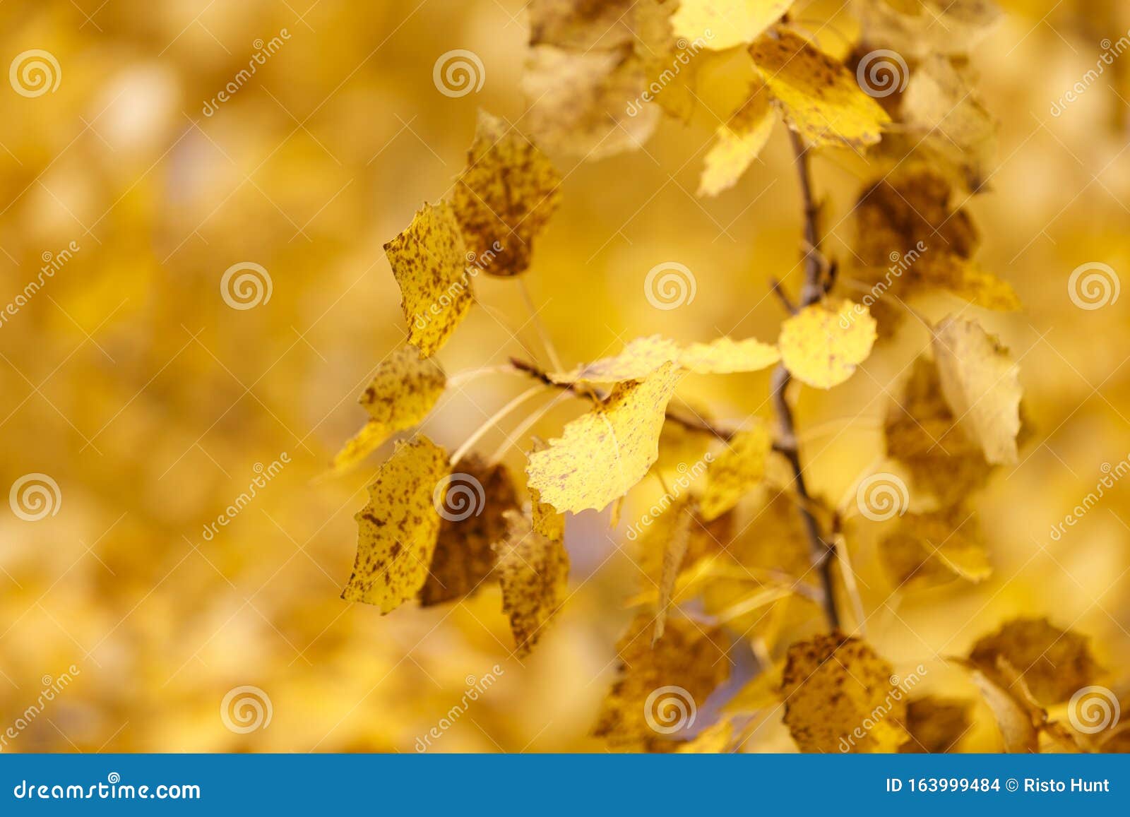 Golden Tree Leaves in Autumn Forest Stock Photo - Image of tree, detail ...