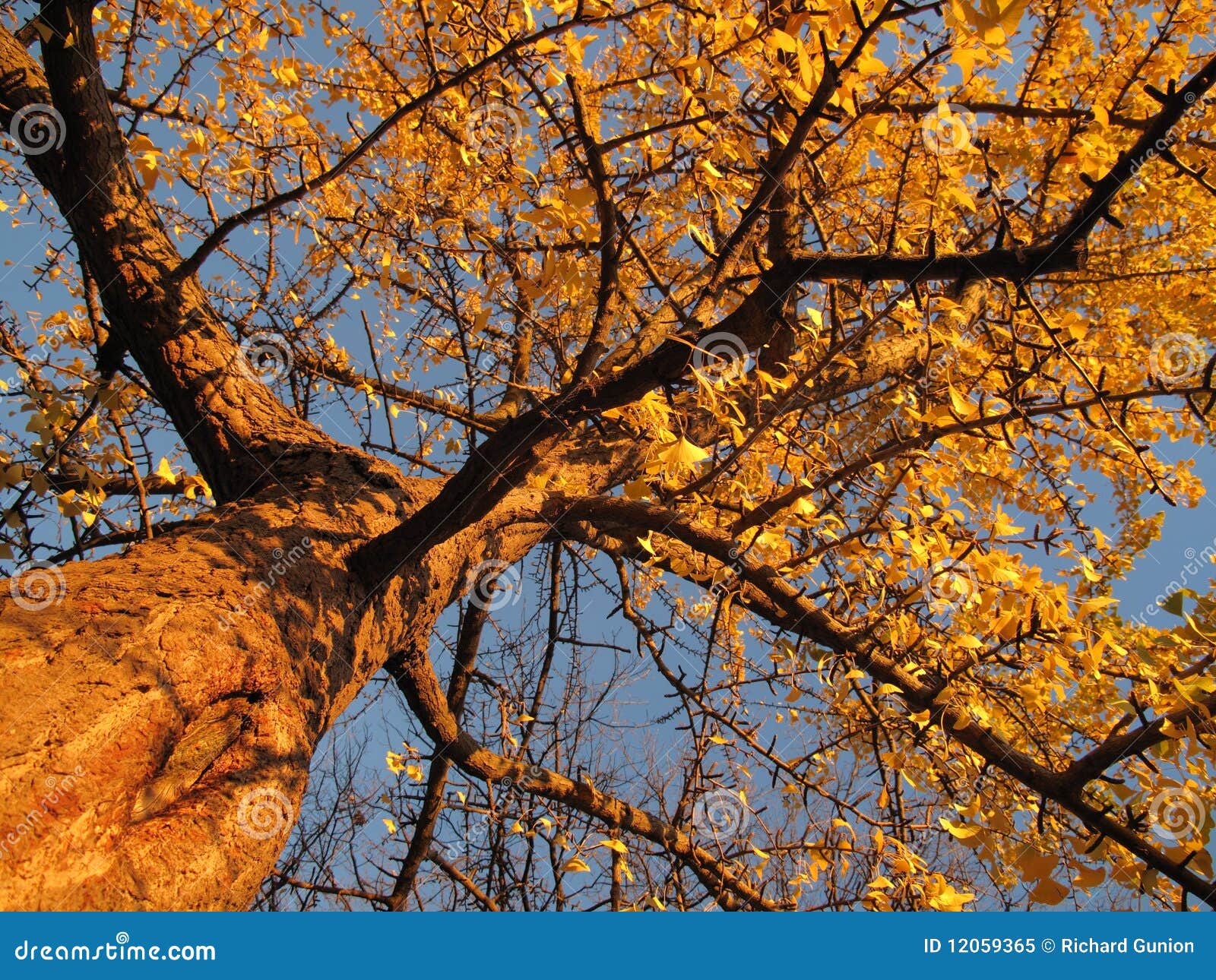 Golden Tree in November stock image. Image of autumn - 12059365