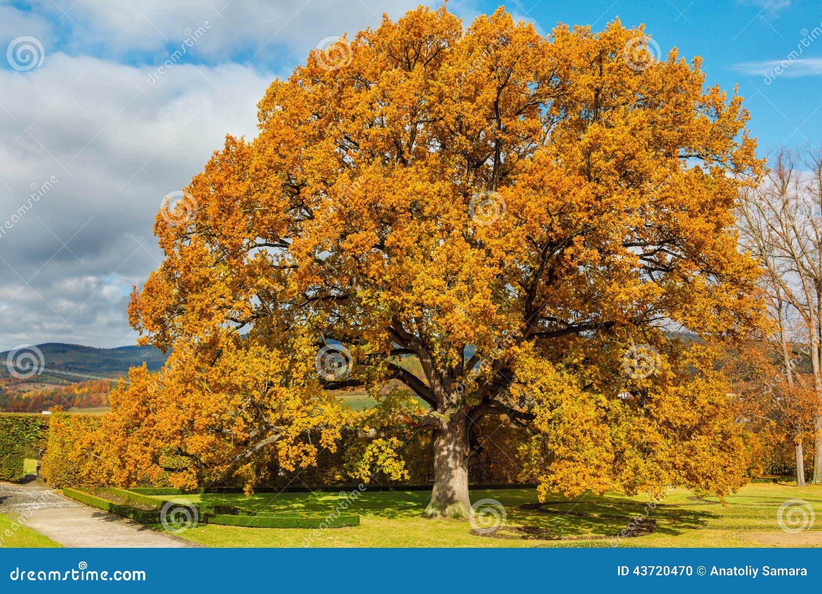 Golden tree stock photo. Image of november, landscape - 43720470