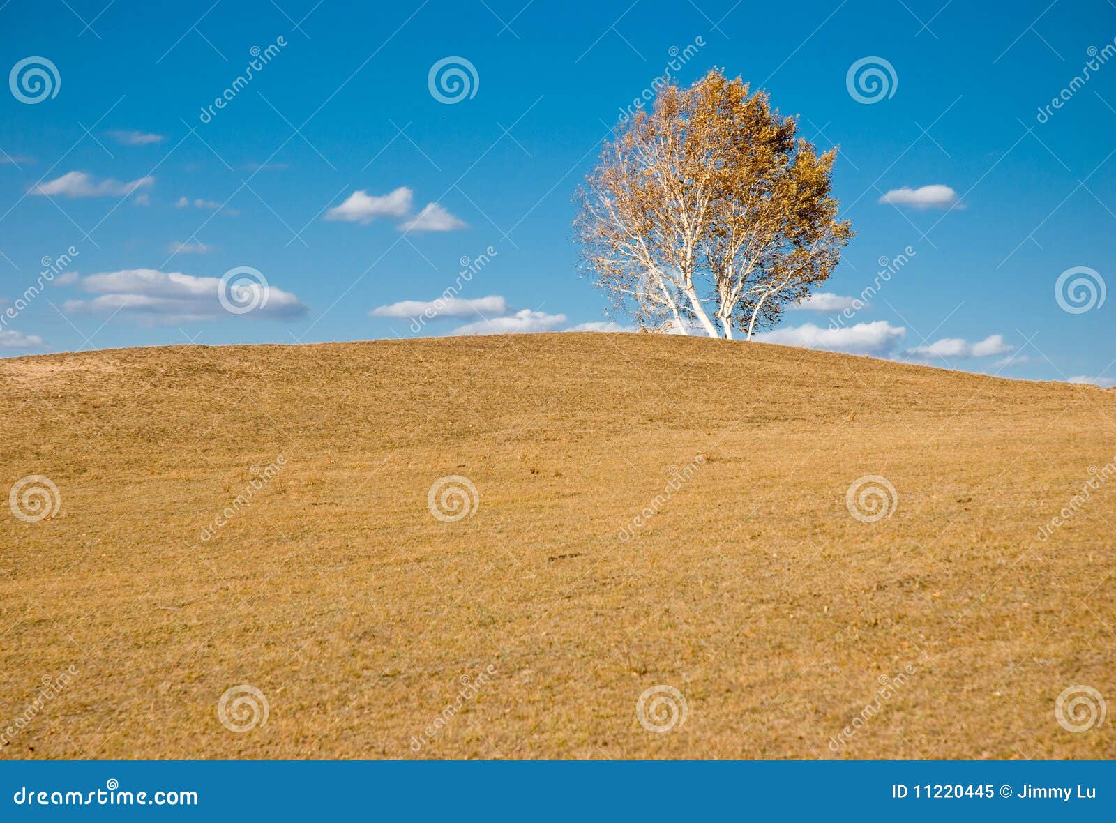 Golden tree on slope stock image. Image of tranquil, light - 11220445