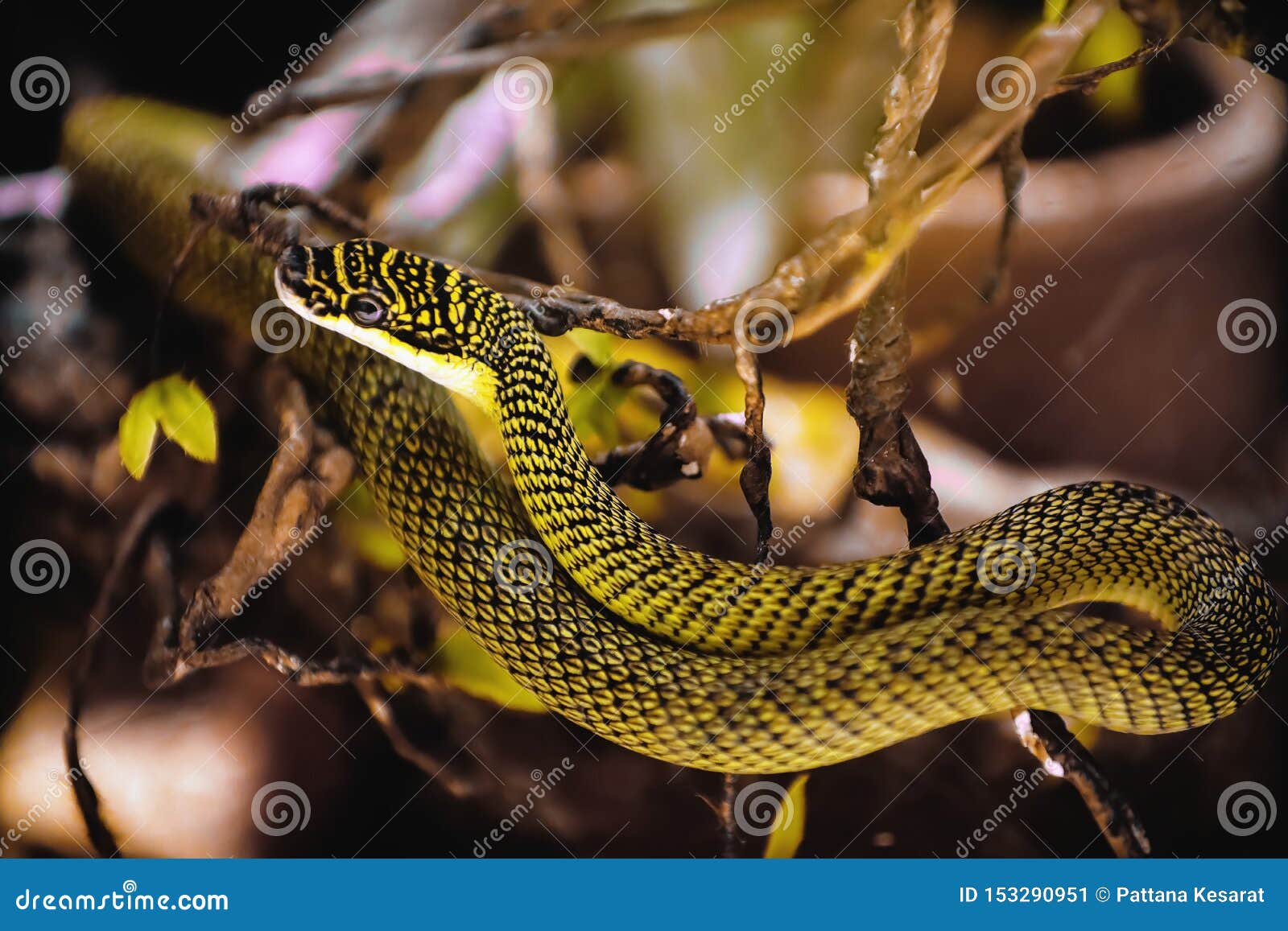 Golden tree snake stock image. Image of body, head, asian - 153290951