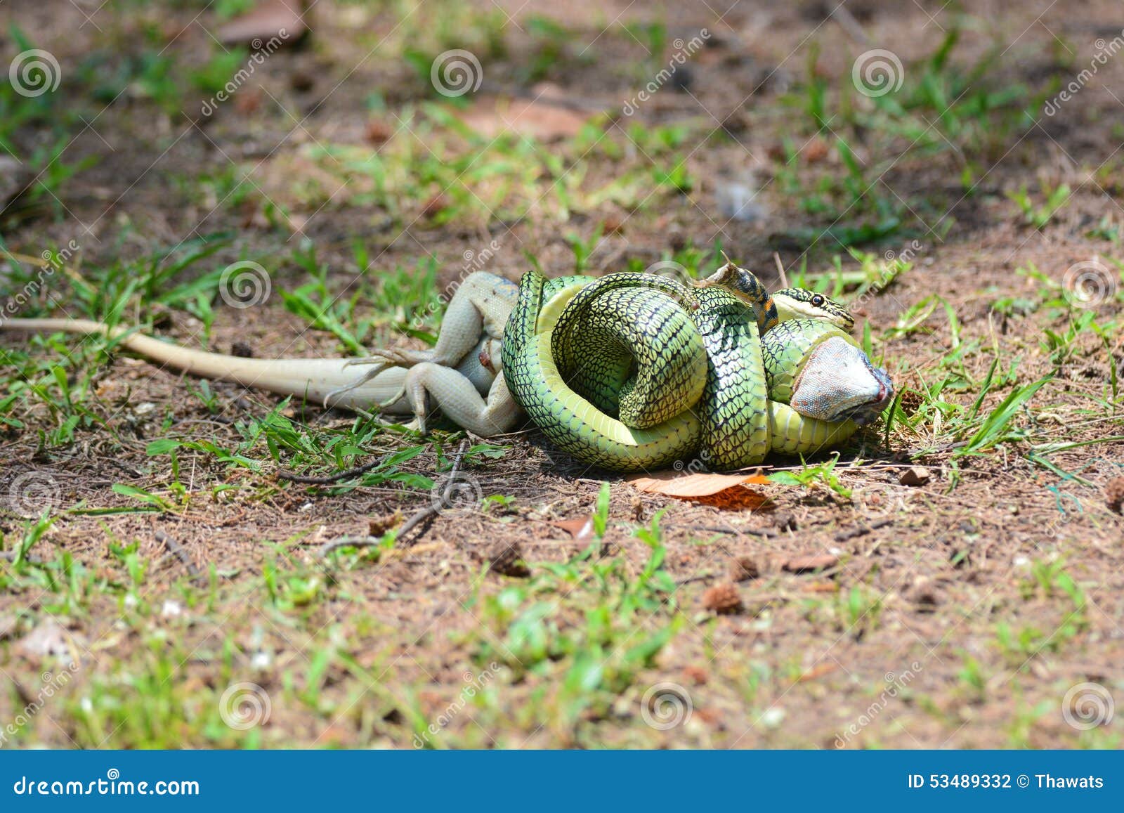 Golden Tree Snake stock photo. Image of ground, cruel - 53489332